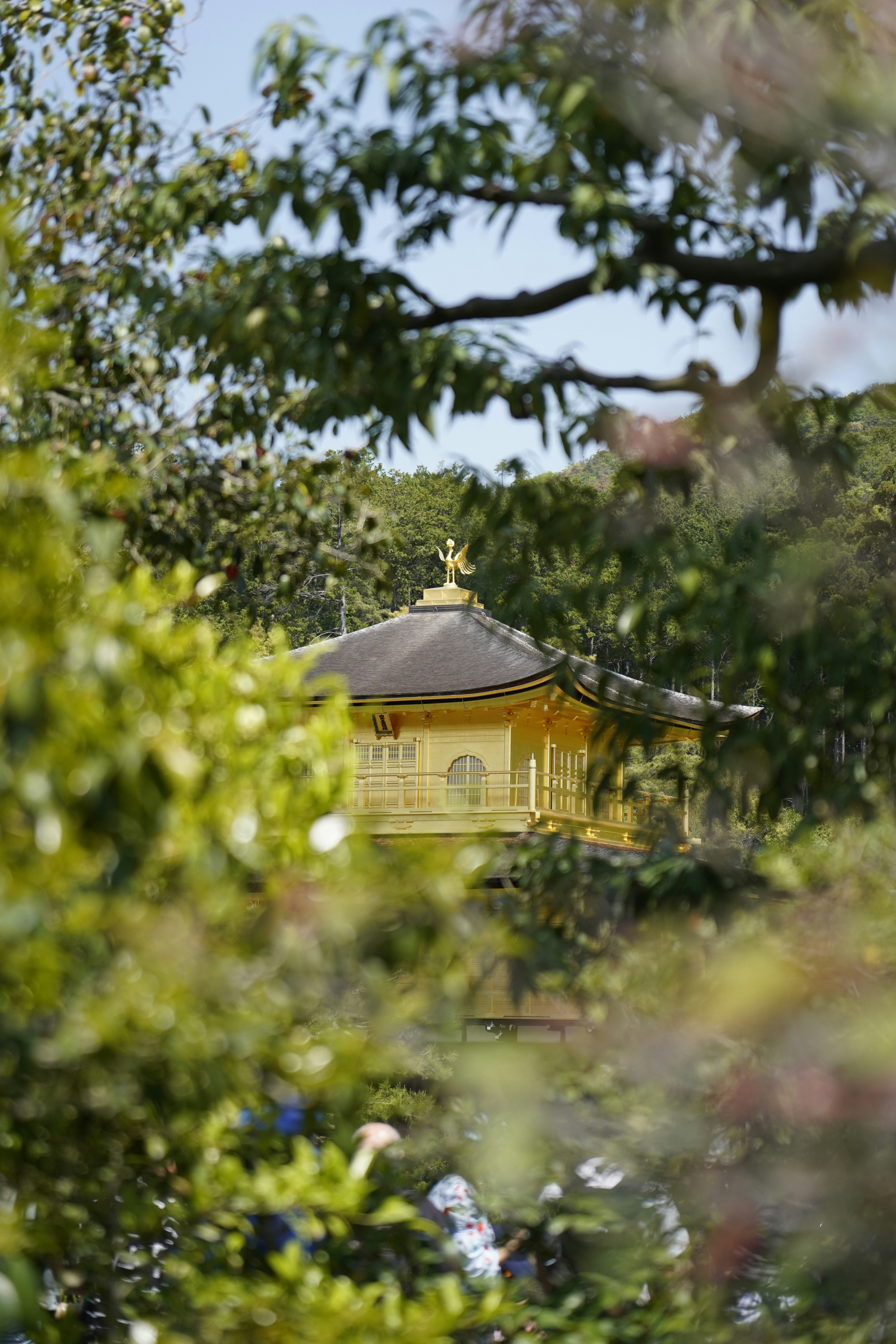 Golden Sanctuary Amidst Lush Greenery