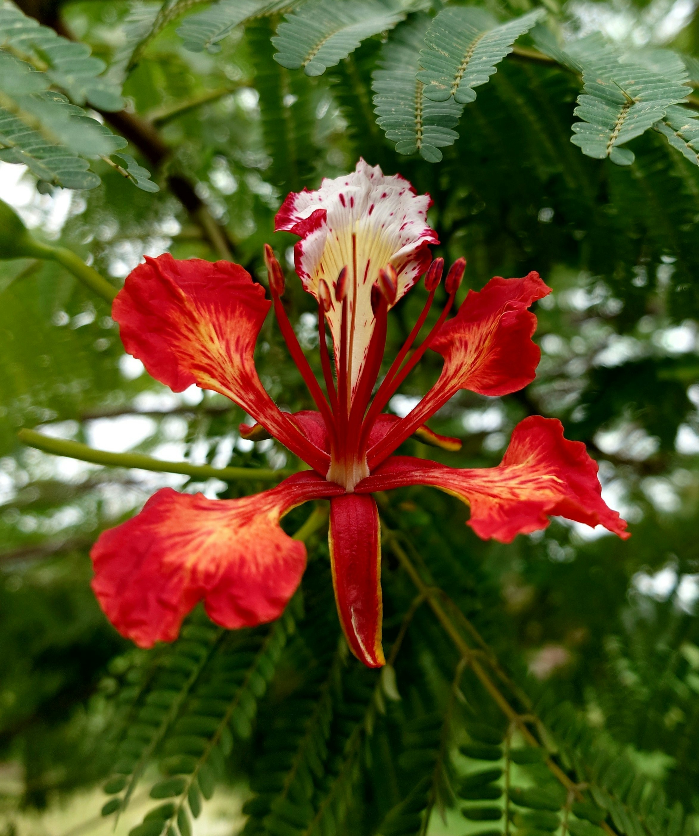 Peacock Flower | Beautiful red flower blooming on a tree.