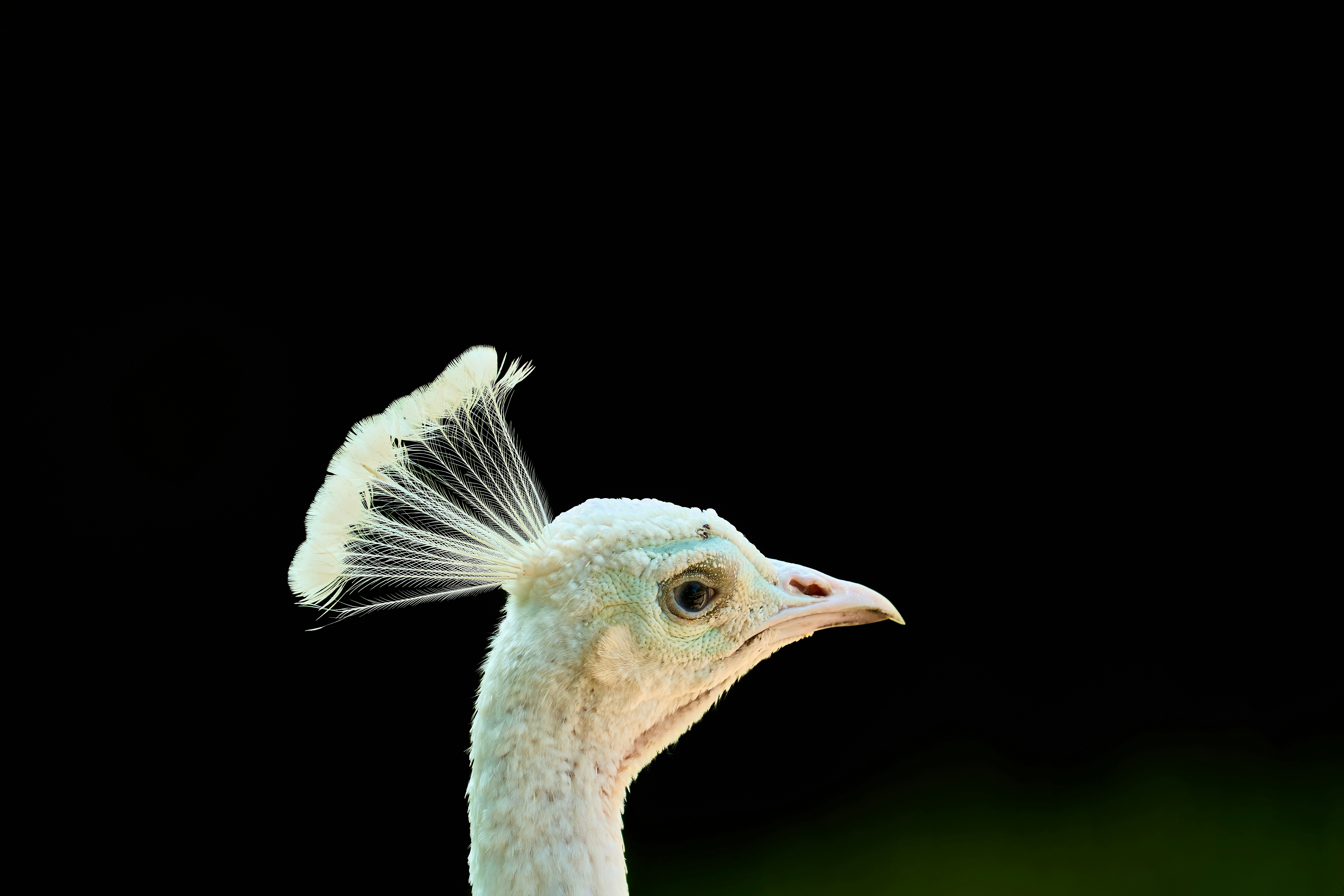 A white peacock displays its crown feathers.