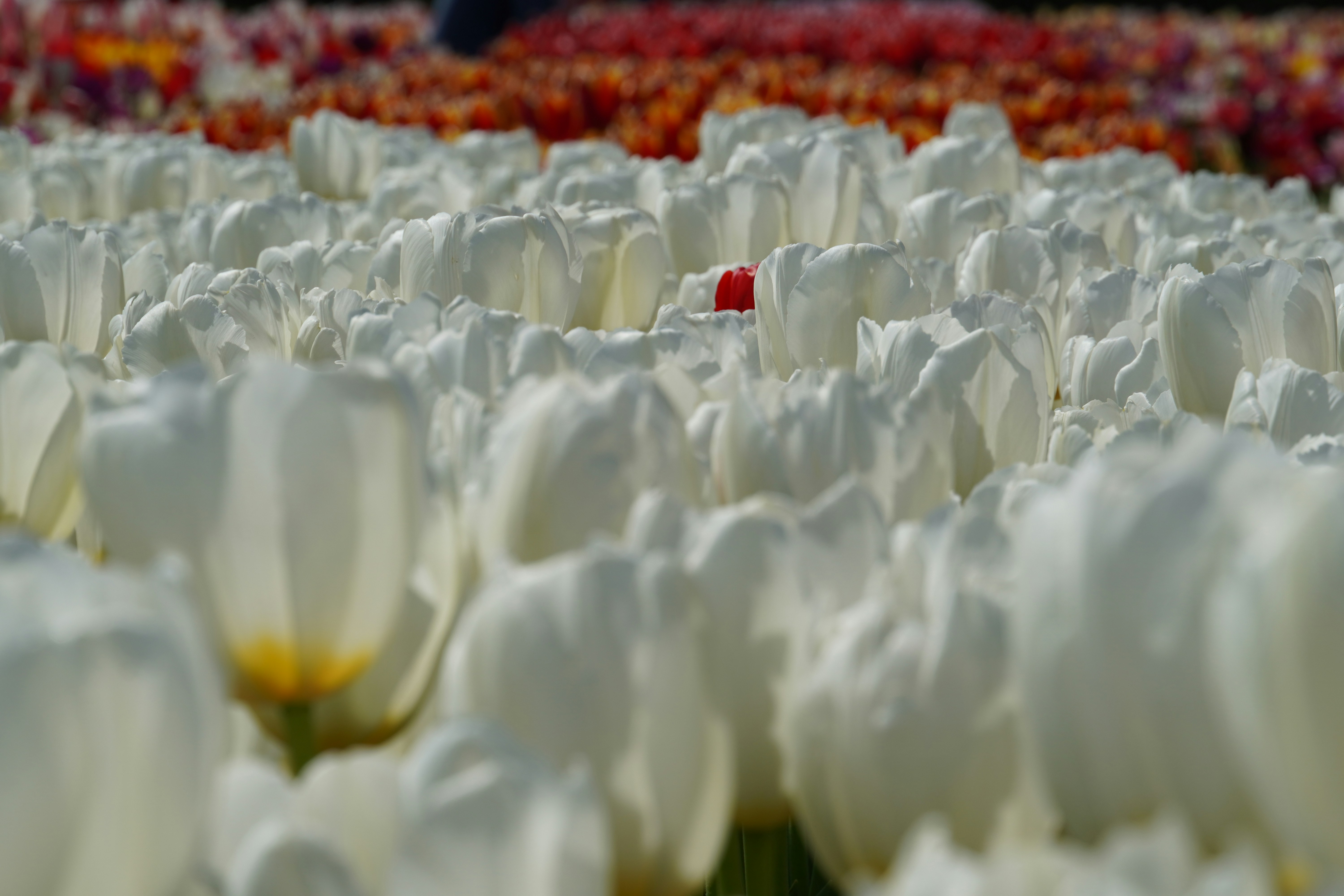 A Symphony of White Tulips with a Touch of Red