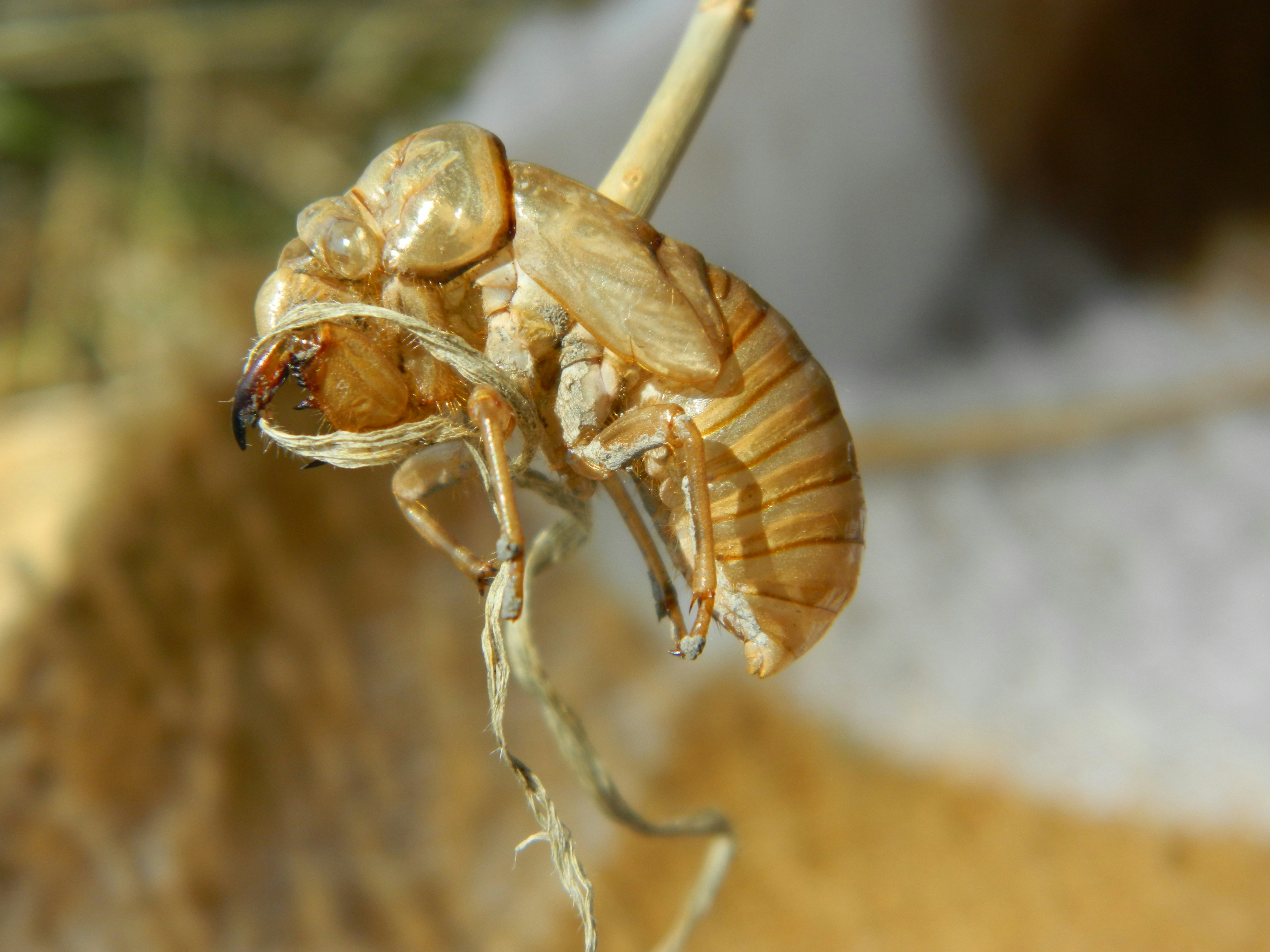 An empty cicada shell clings to a branch.