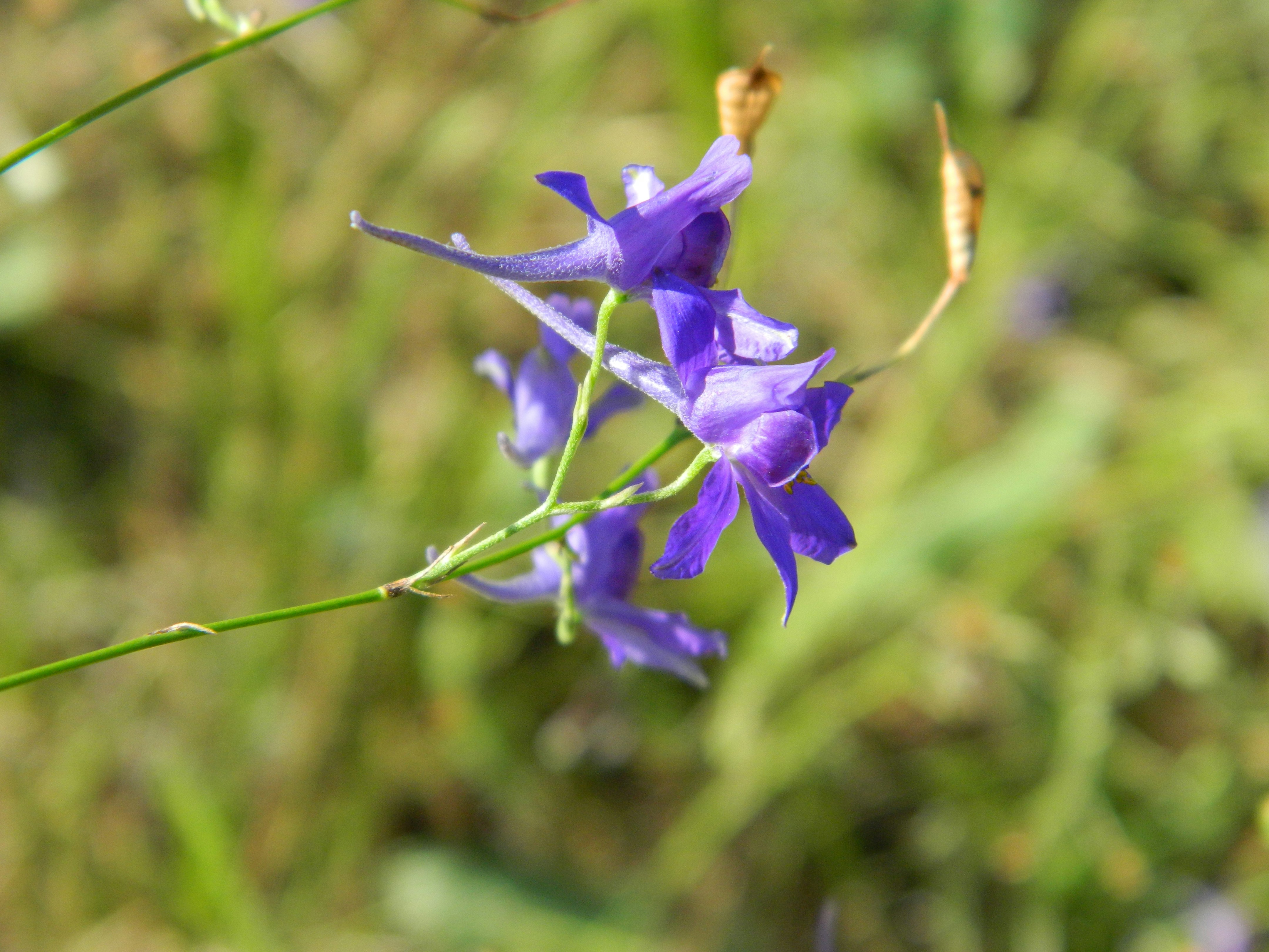Purple wildflowers bloom in a field.