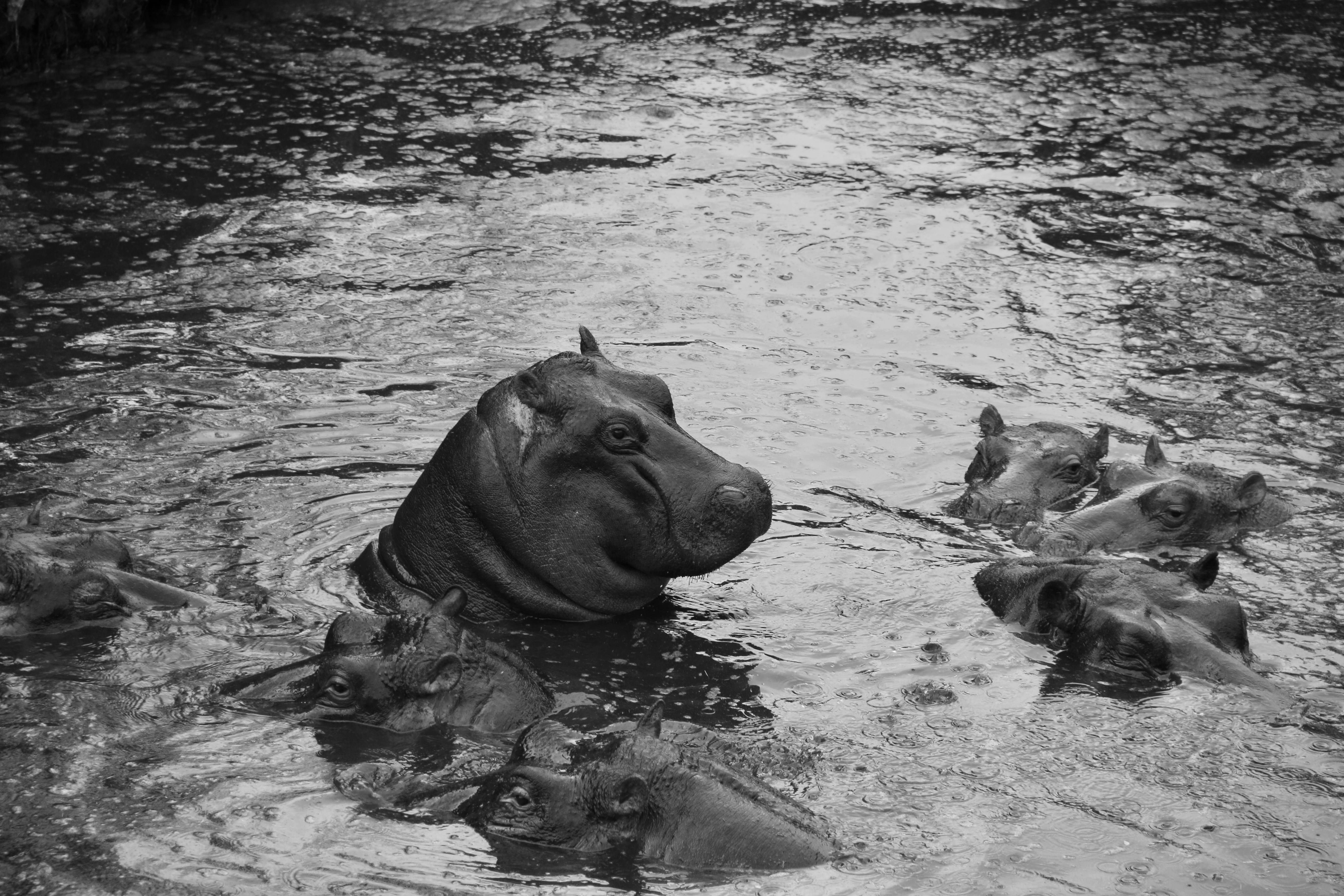 A mother hippopotamus surrounded by her playful offspring in a tranquil pool, showcasing their social dynamics. The monochrome treatment adds a timeless quality to the scene.