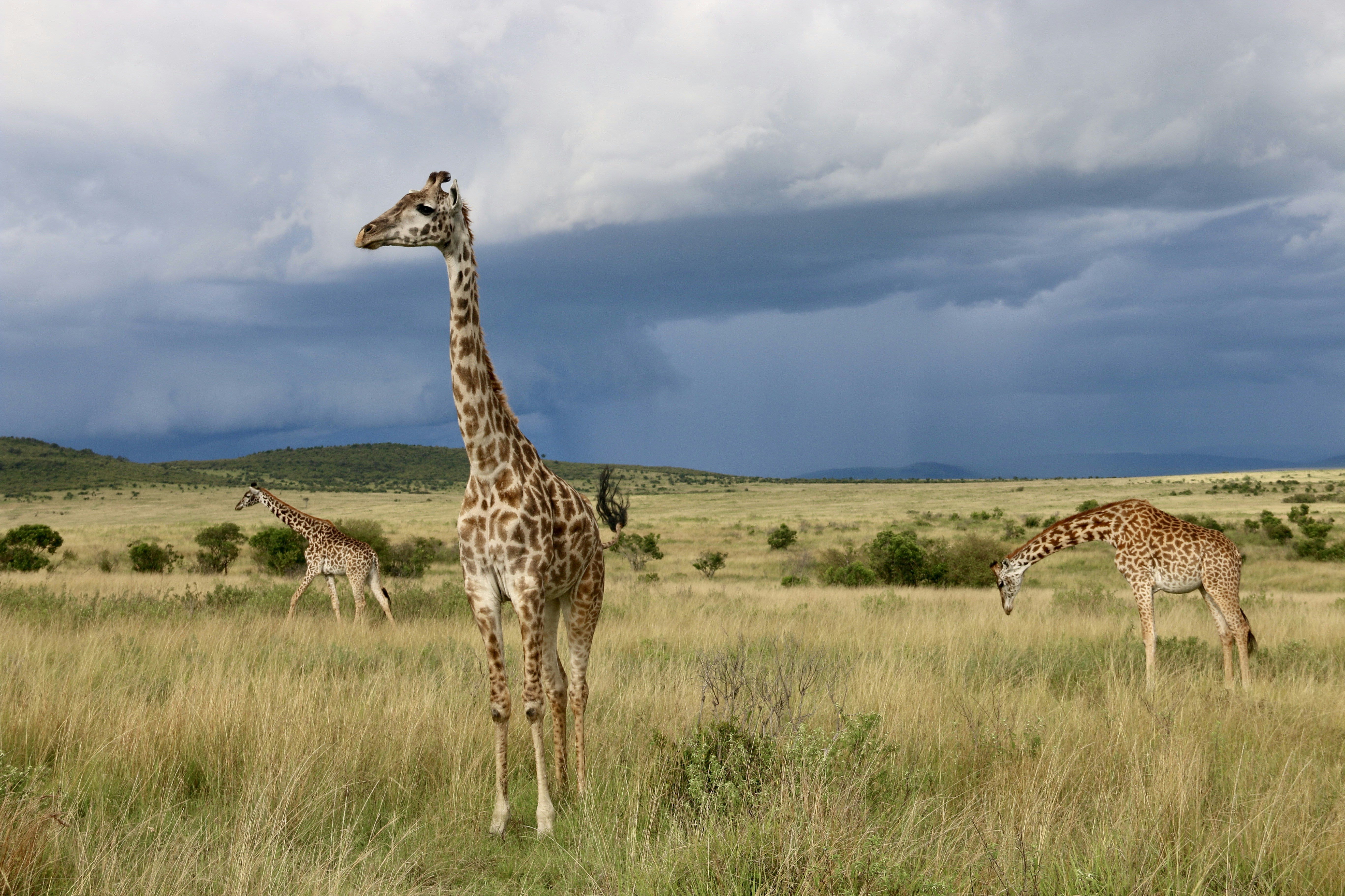 Giraffes stand tall in the african savanna.