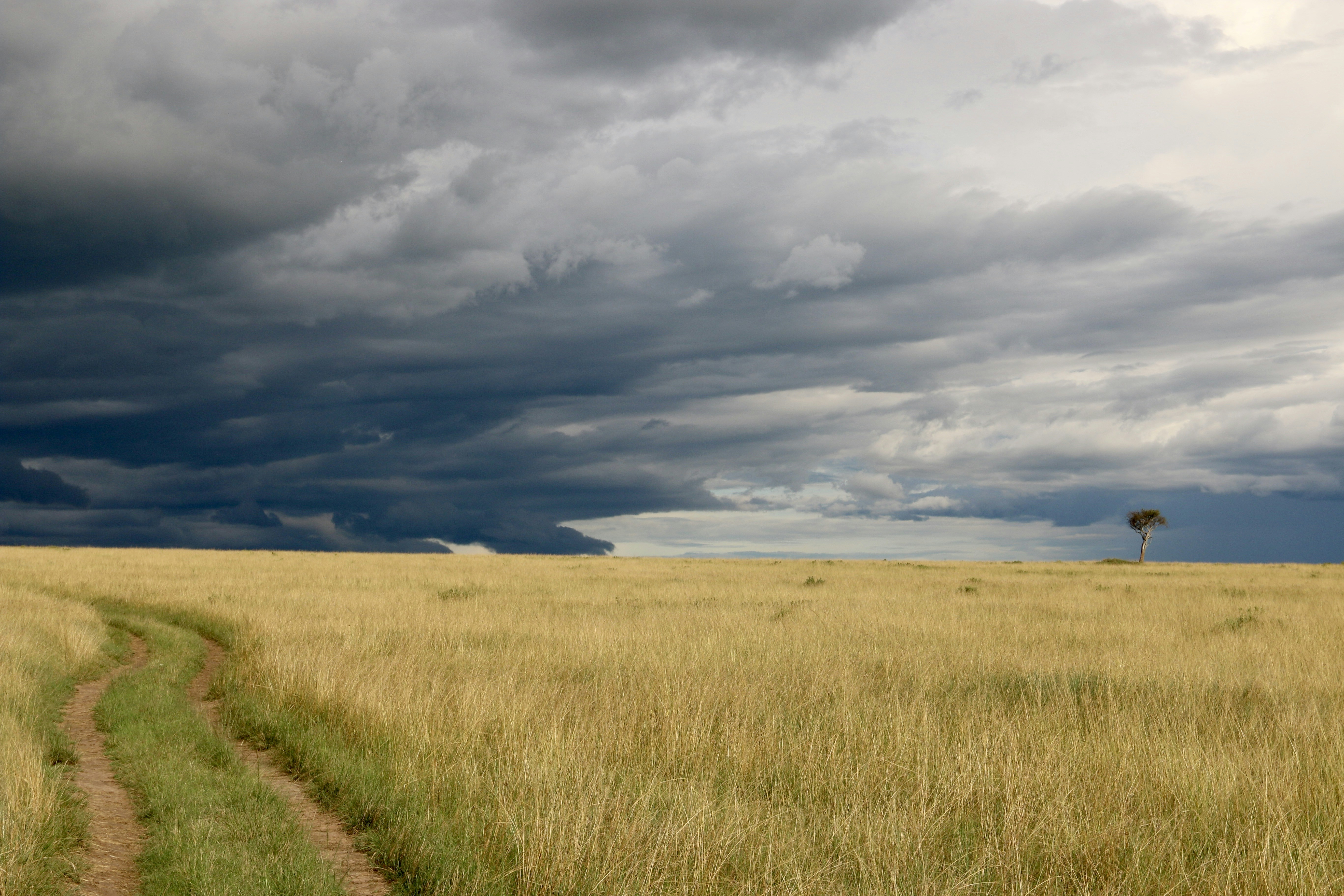 A stormy sky looms over the grassy plains.