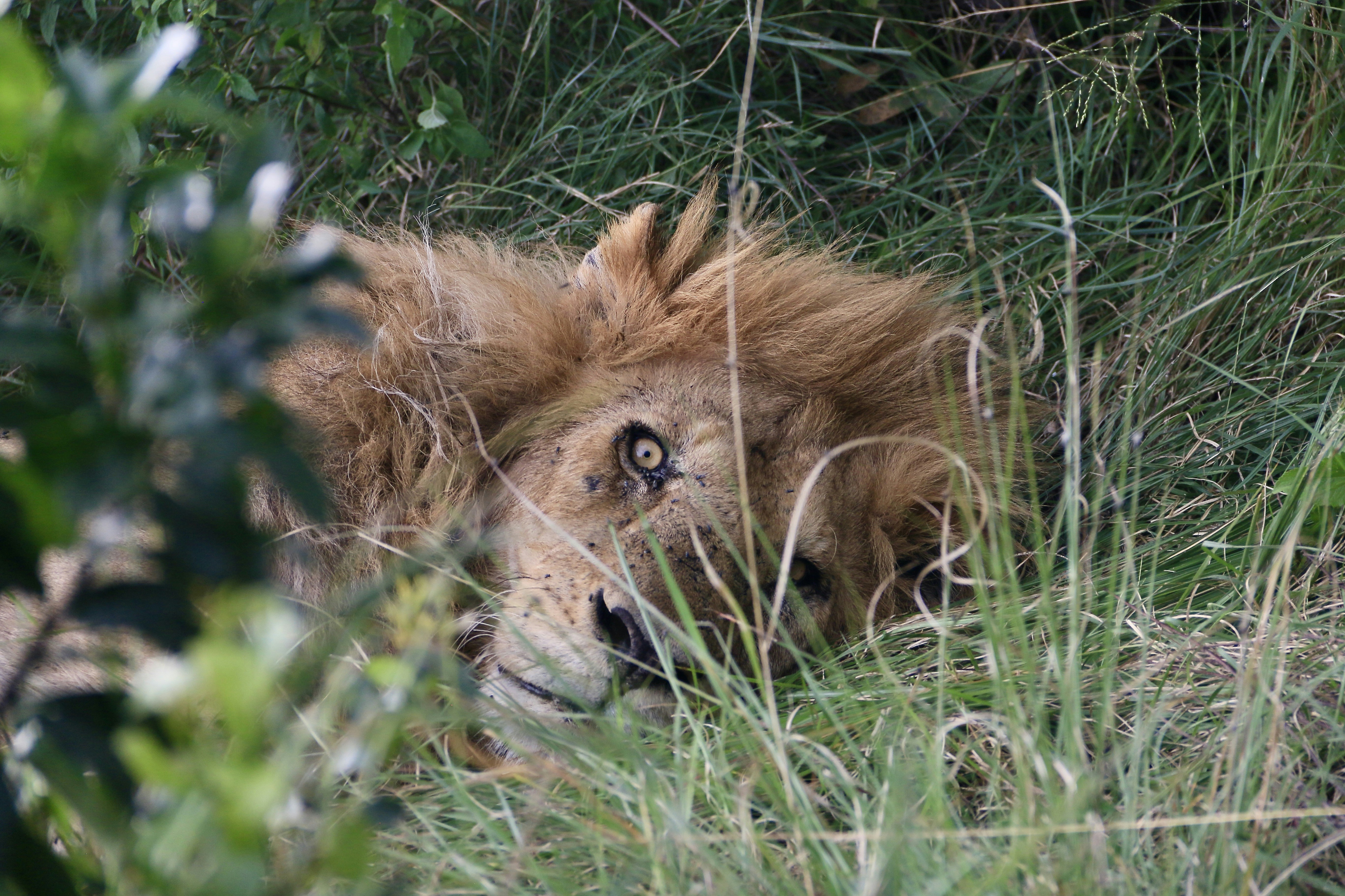 A lion lies in the tall grass.