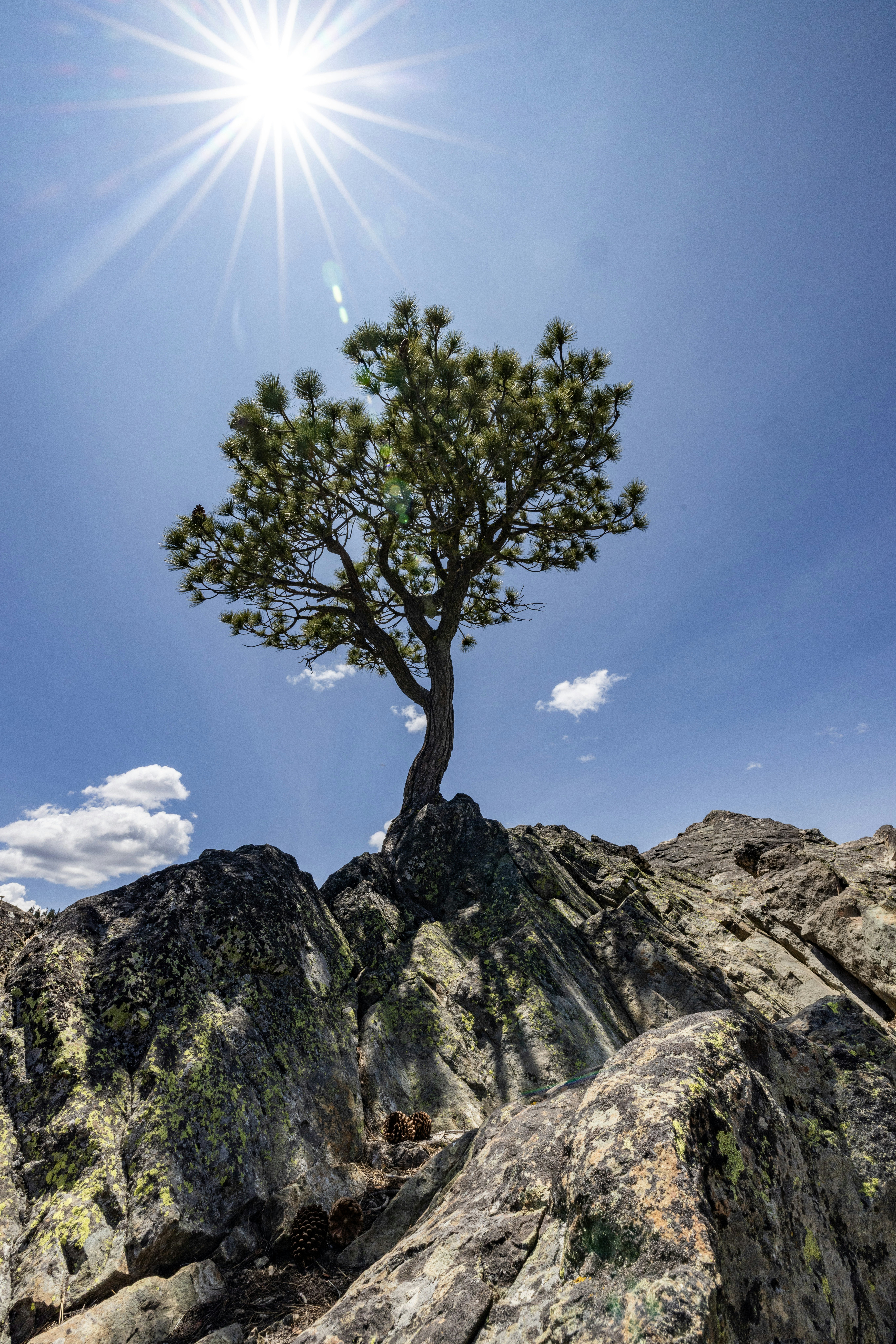 The Sentinel Pine Crowning a Granite Ridge under a Wide Blue Sky