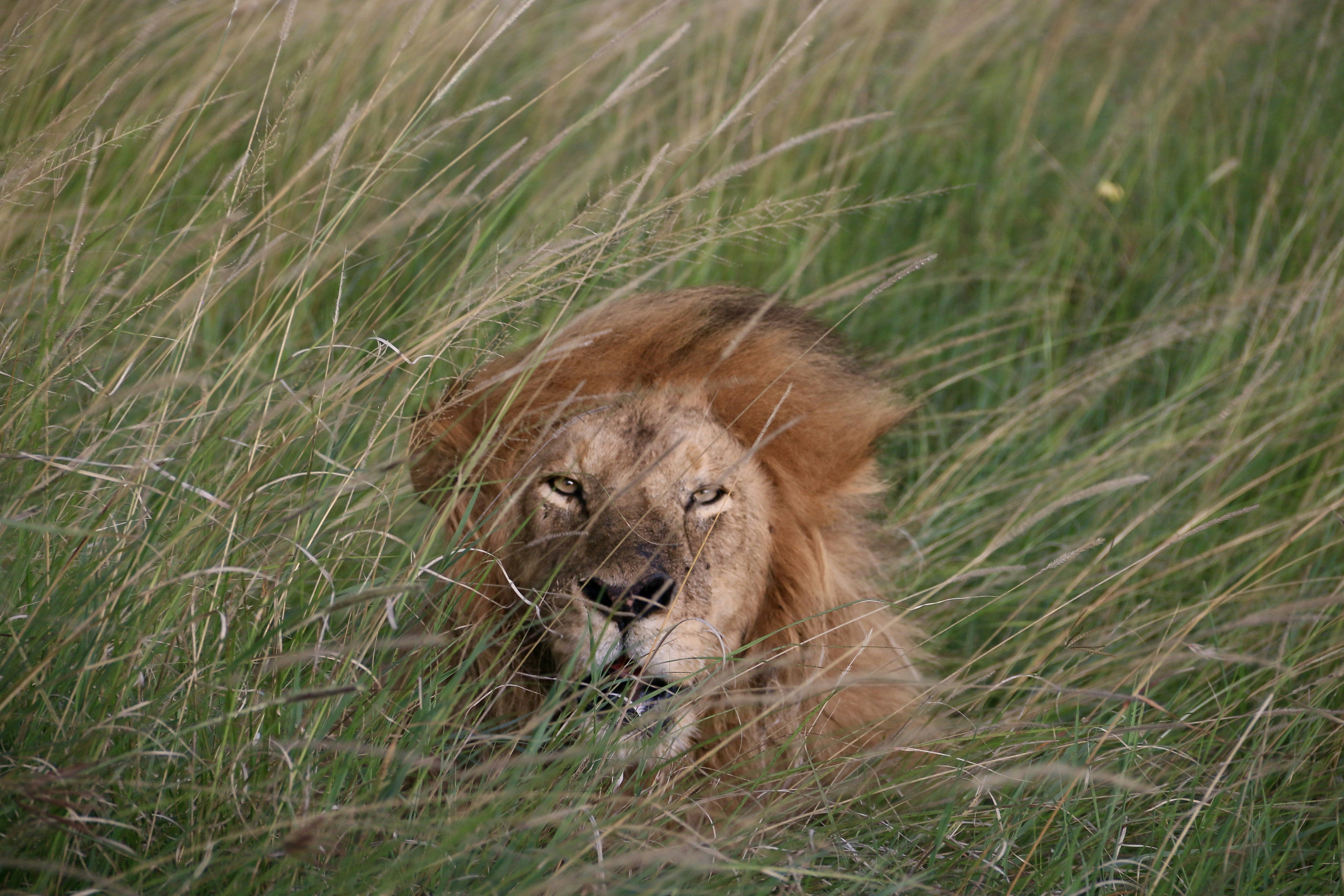 A lion peers out from tall grass.