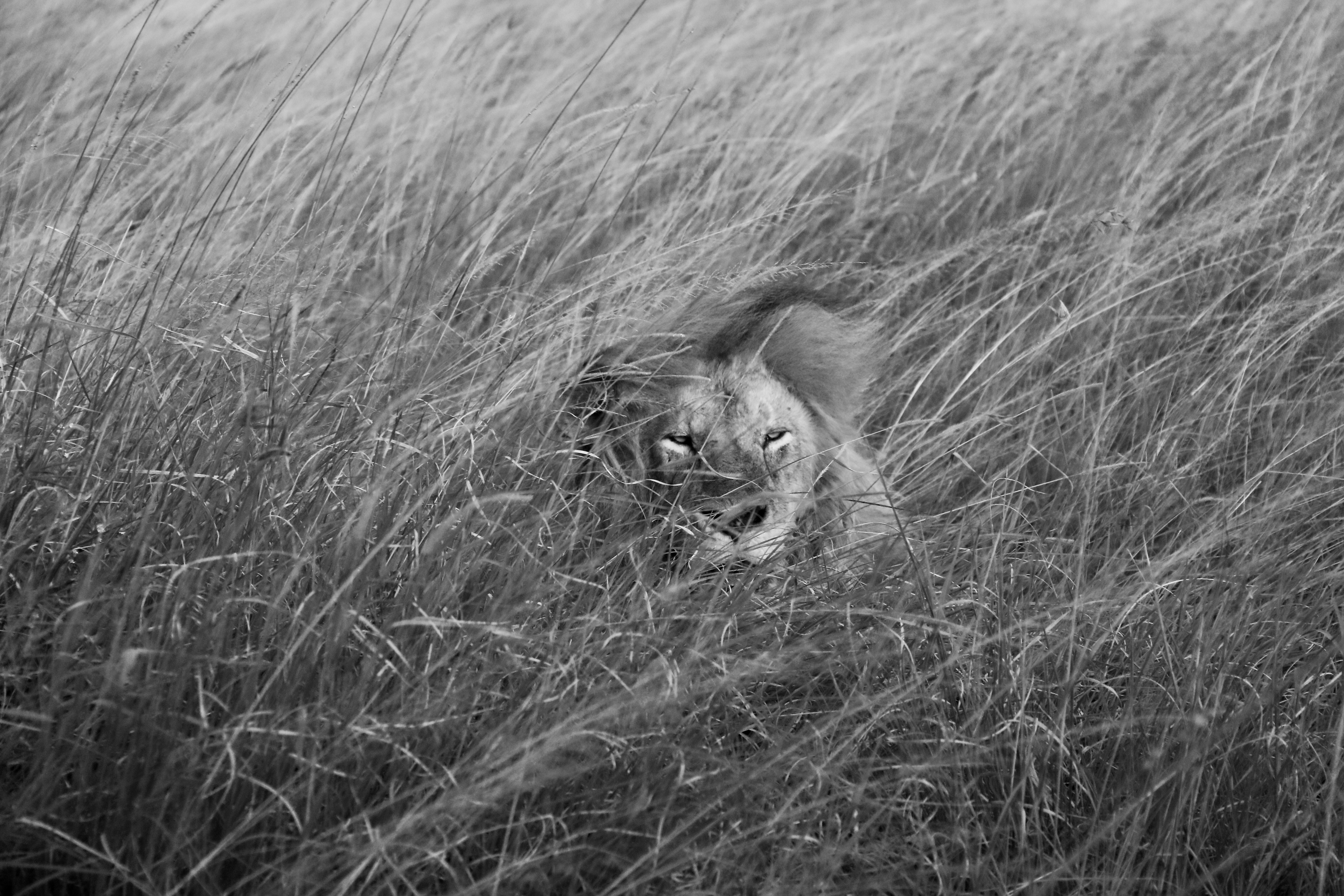 A lion stealthily lurking amidst tall grasses, exuding a sense of power and vigilance.