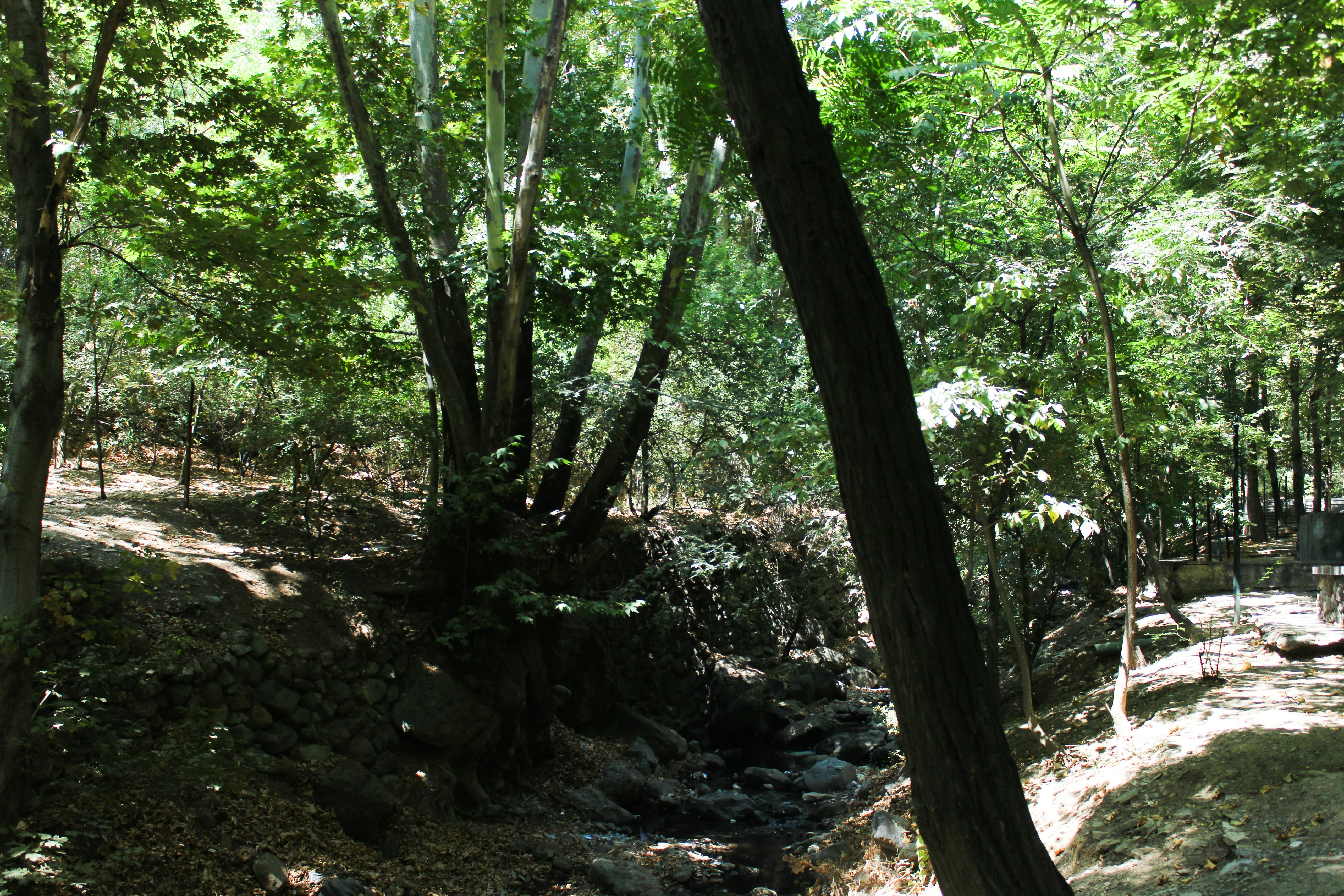 A small creek winds through a wooded area.