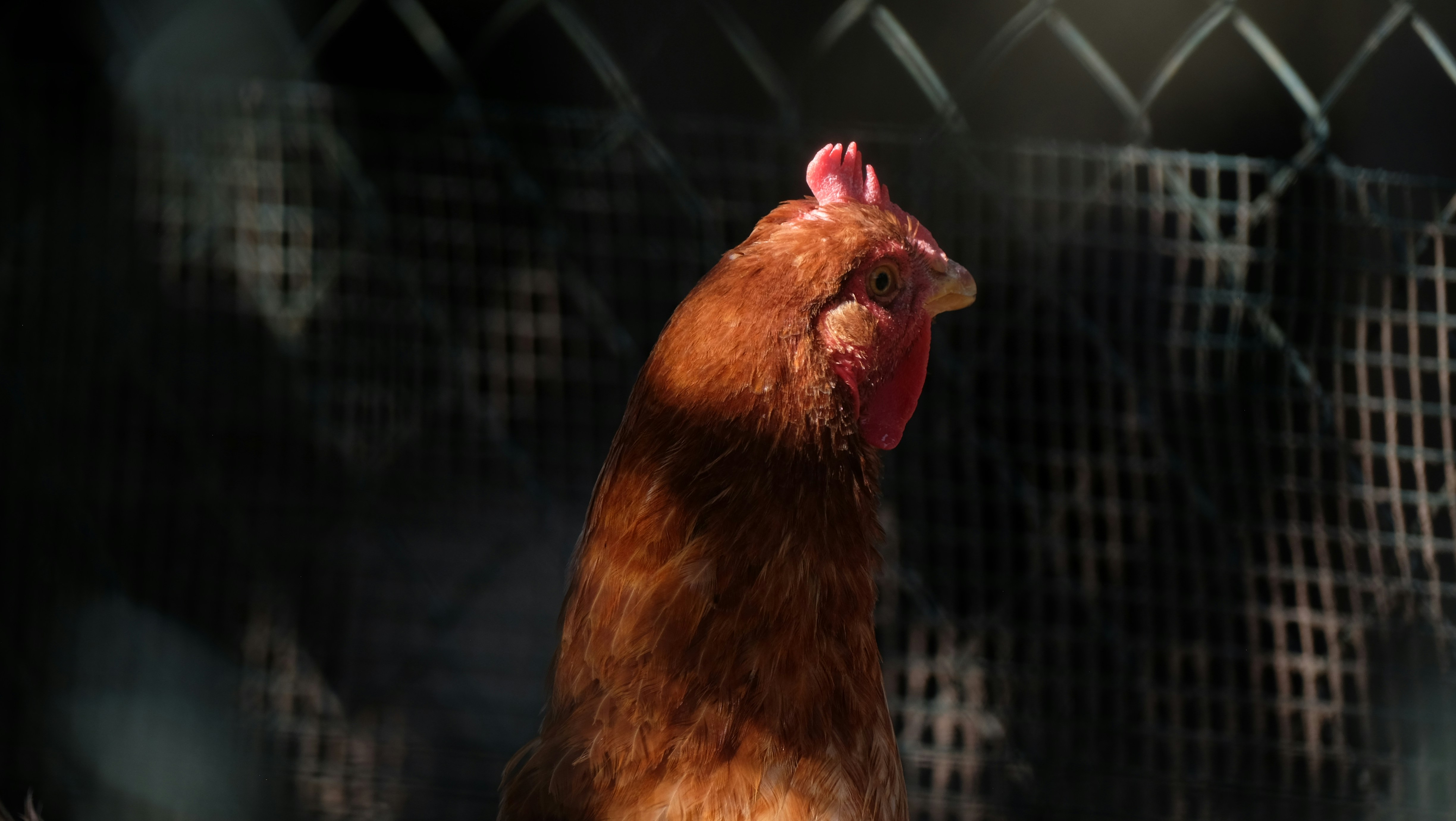 The Curious Hen: A Moment in the Coop
