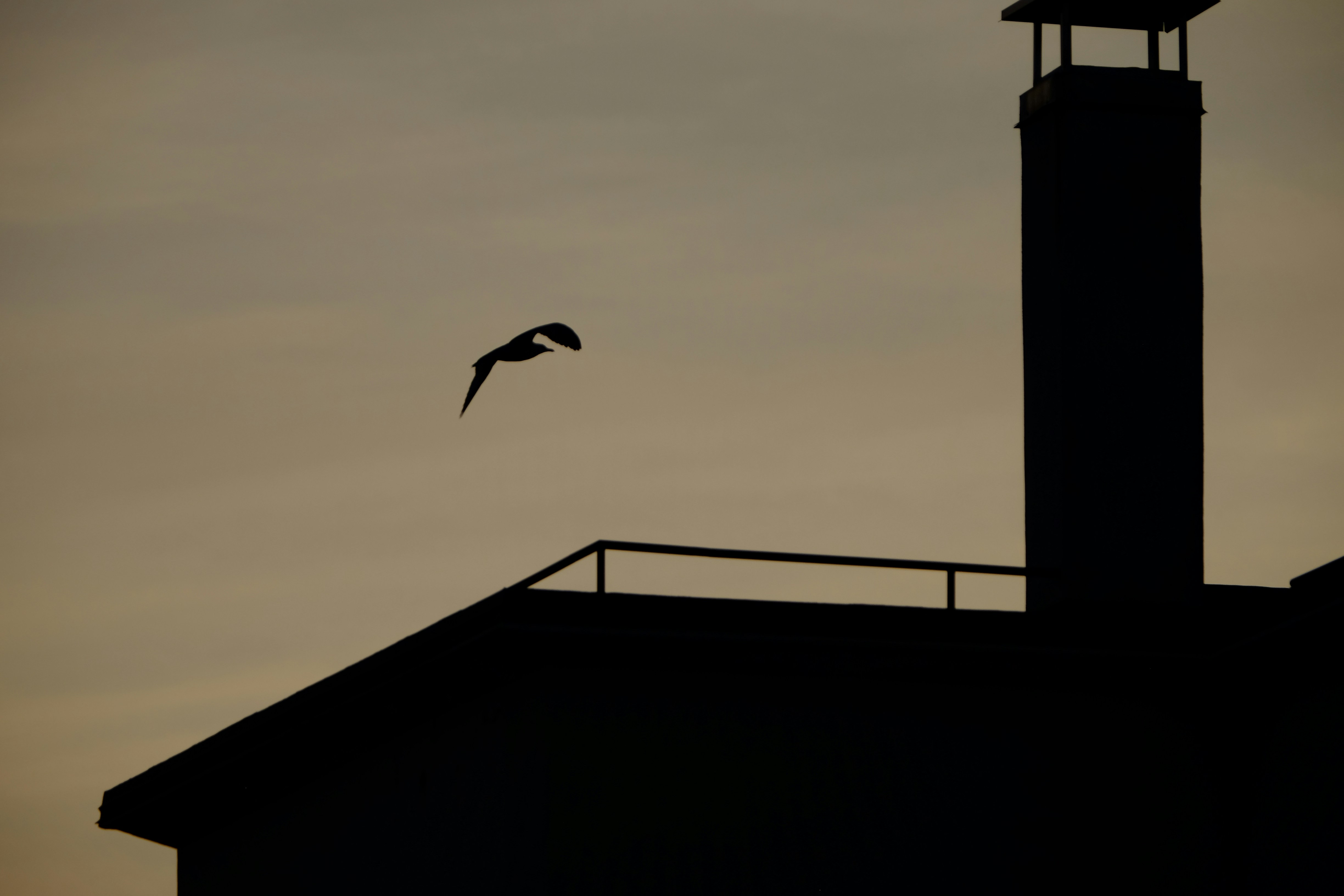 A bird soars near a house's chimney.