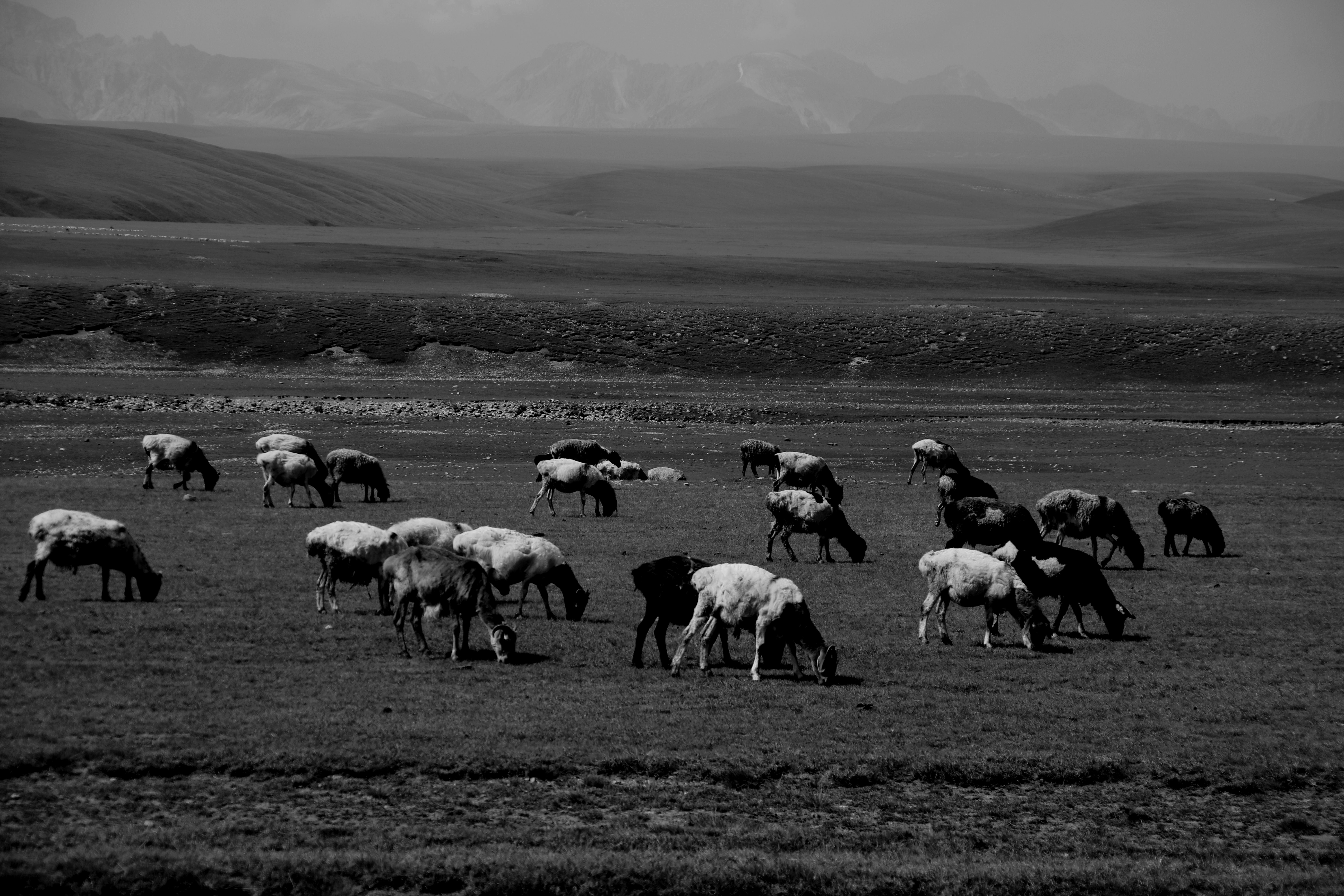 Herd of Horses on a Wind-Swept Plain in Monochrome