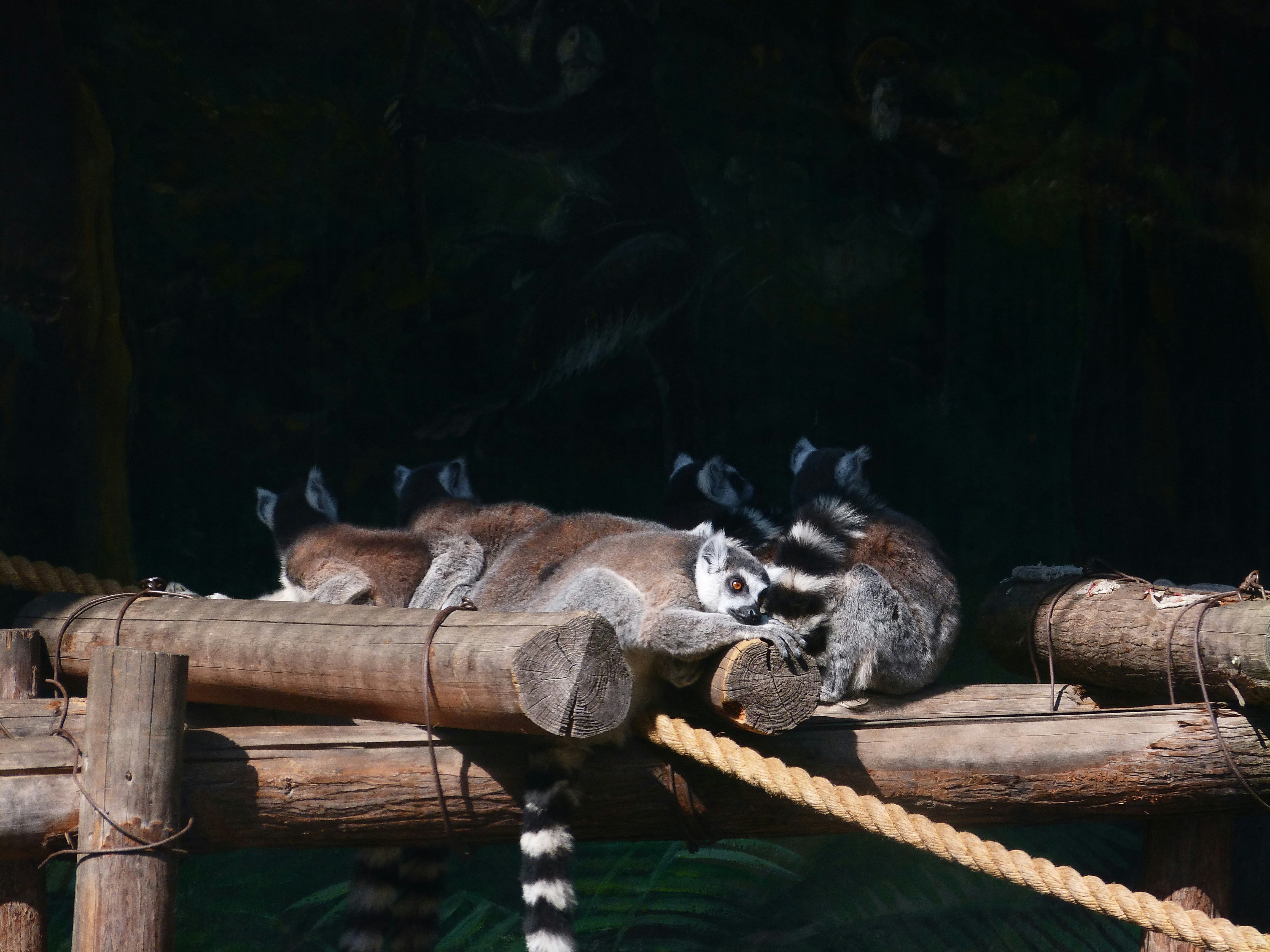 Animals in the zoo | Lemurs are lounging on a wooden structure.