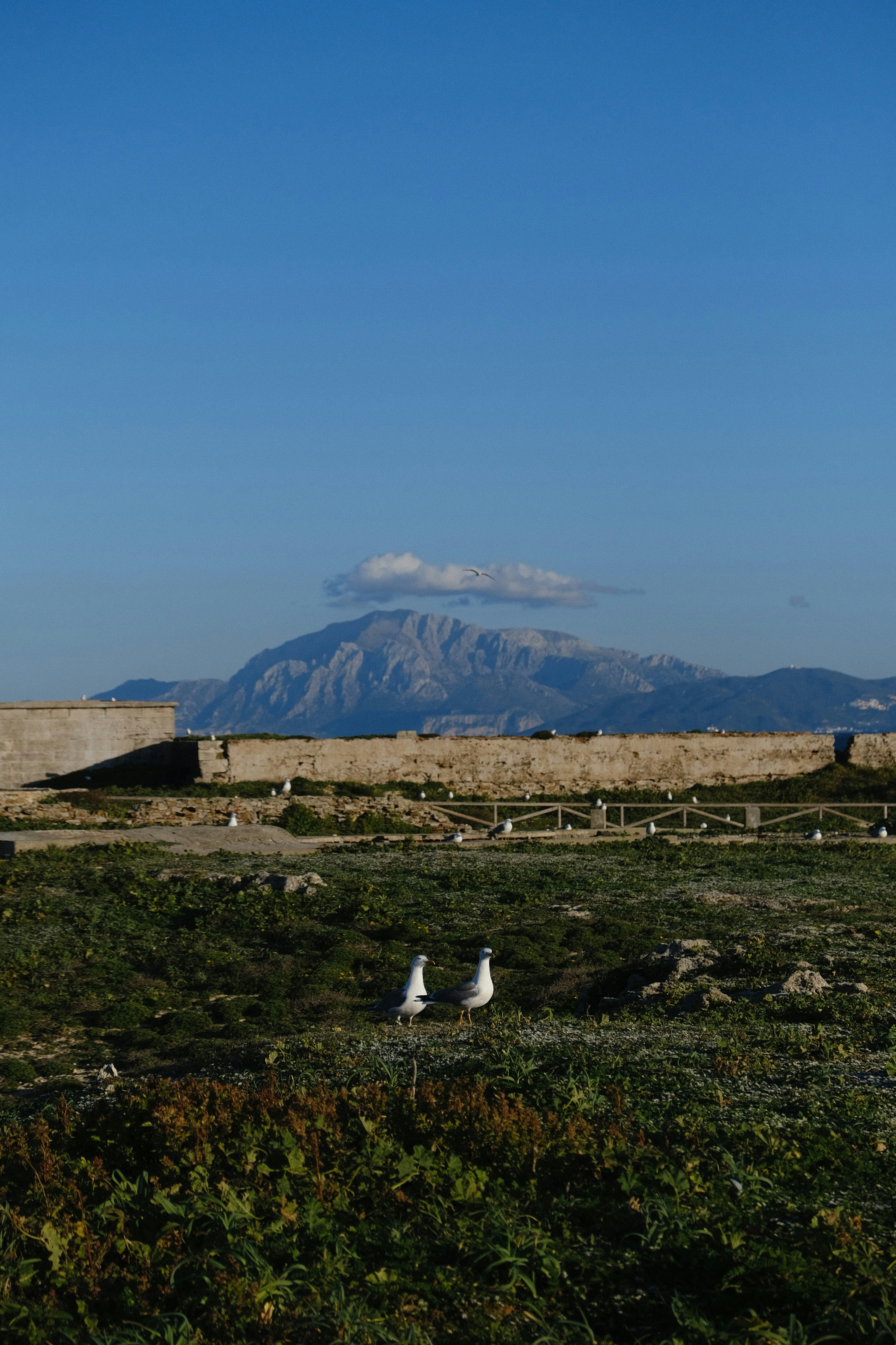 Seagulls stand before a mountain on a clear day.