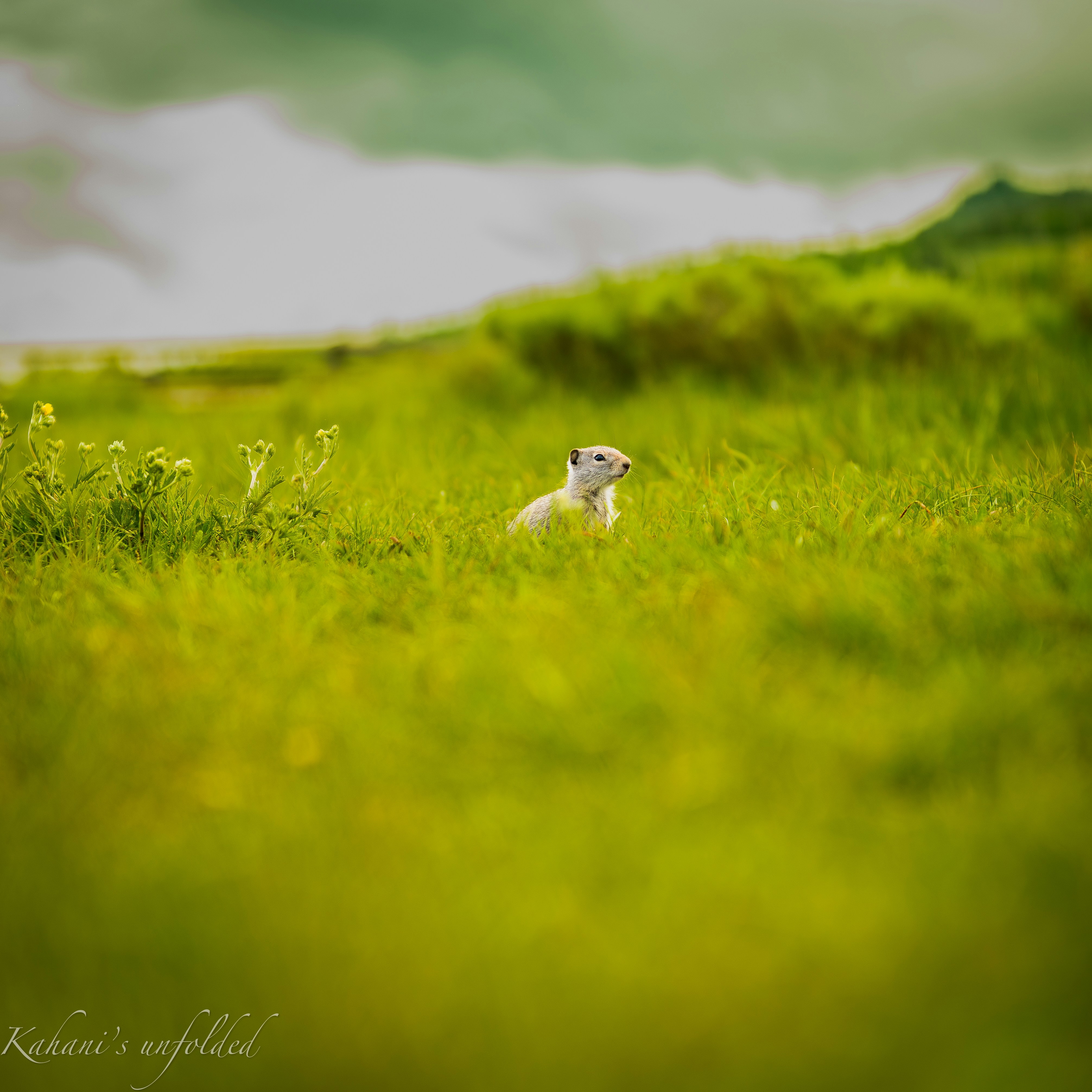 Whiskers in the Meadow: A Moment of Curiosity