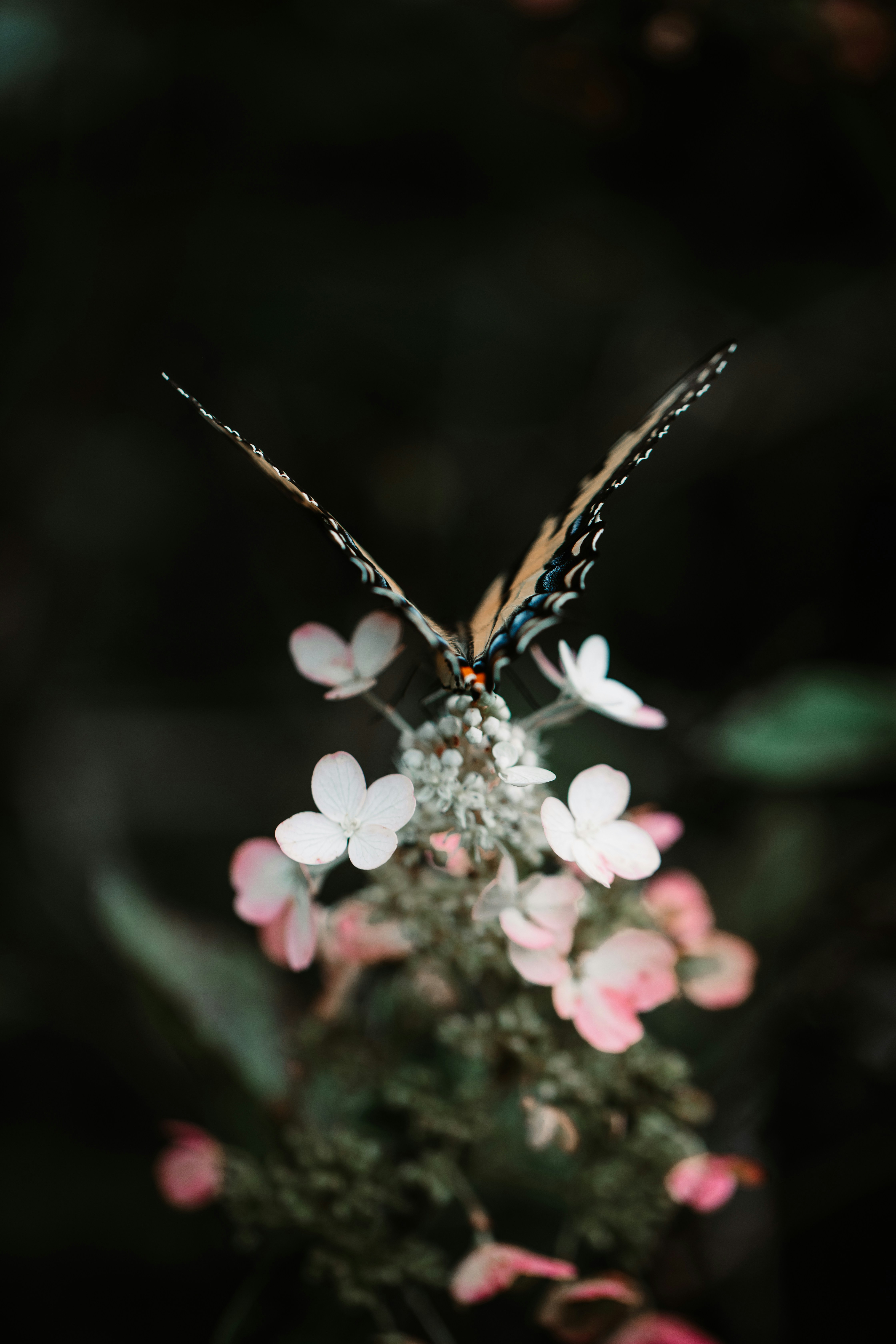 Butterfly sits on a flowering bush.