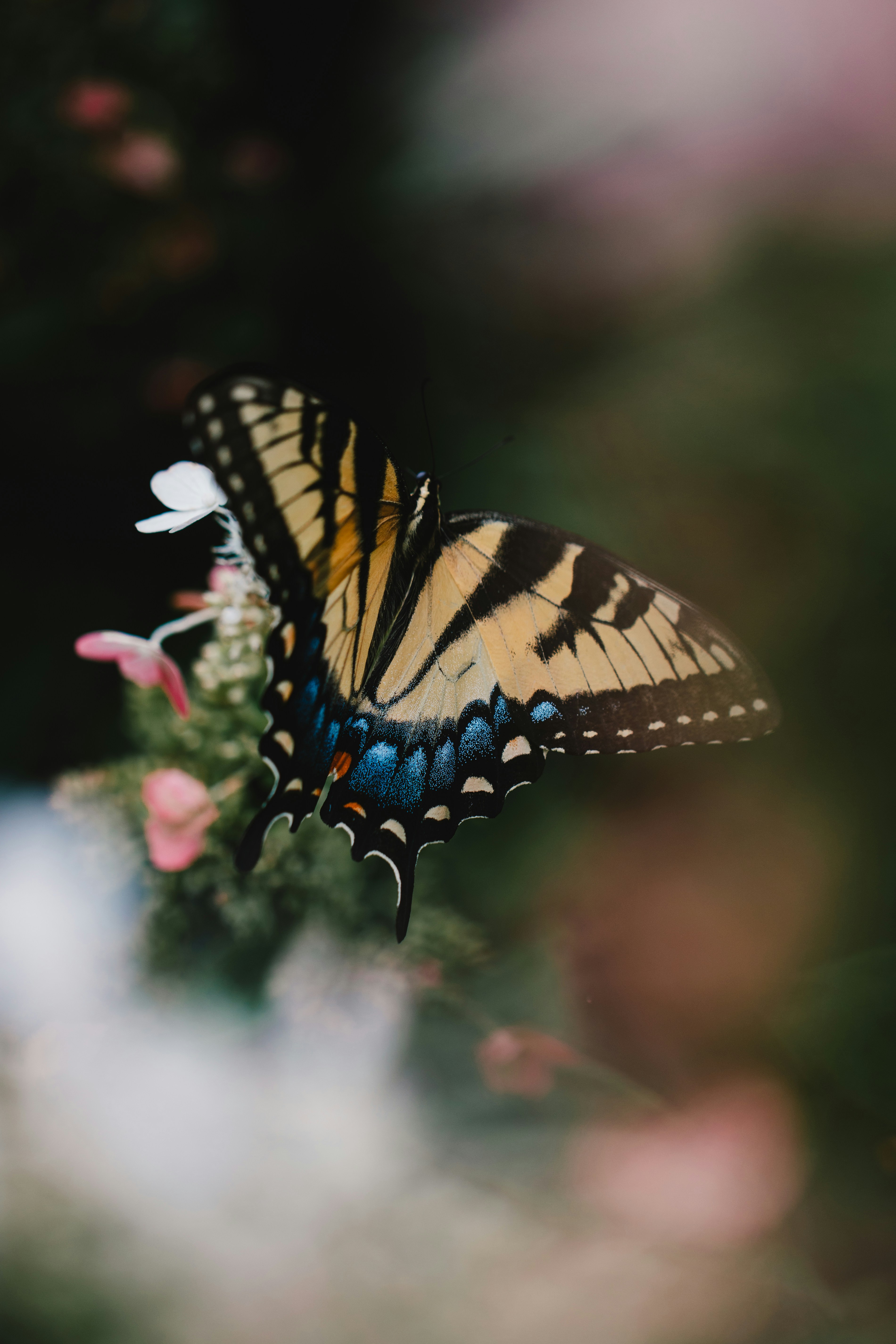 A butterfly sits on a colorful flower.