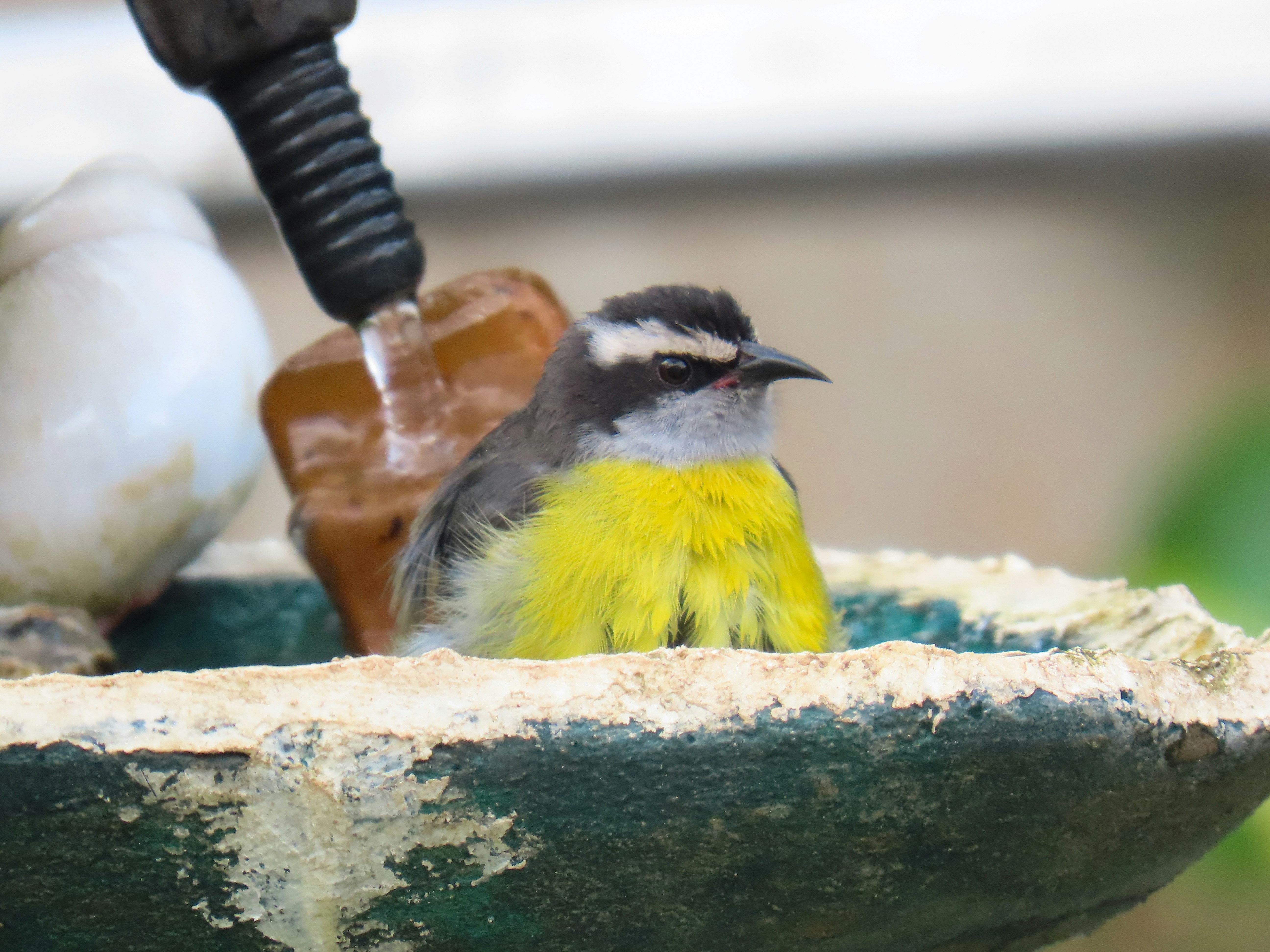 Cambacica/Bananaquit (Coereba flaveola) | A bird enjoys a bath in a birdbath.