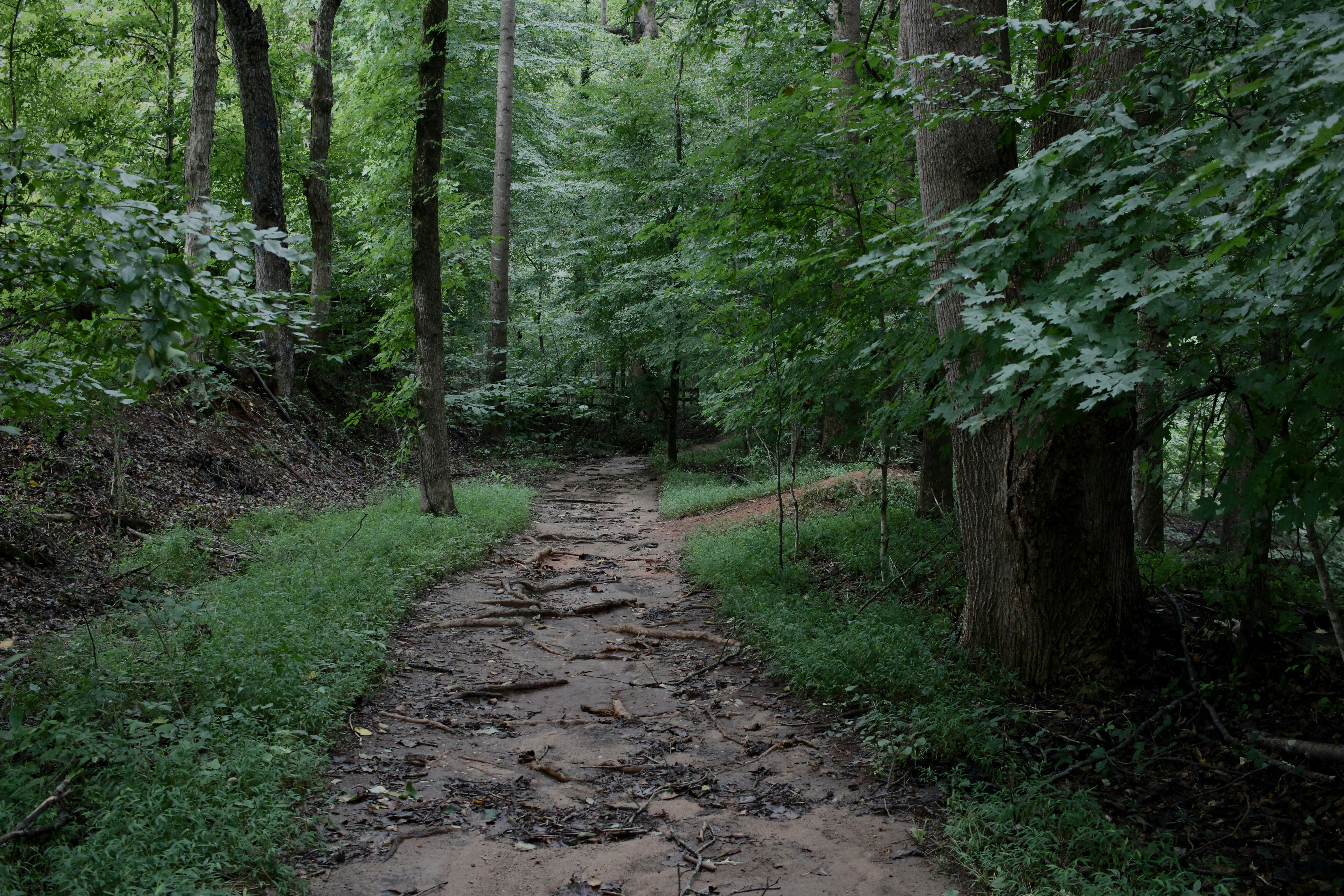 Winding trail through lush green forest, featuring a mixture of dirt and rocks, inviting exploration.