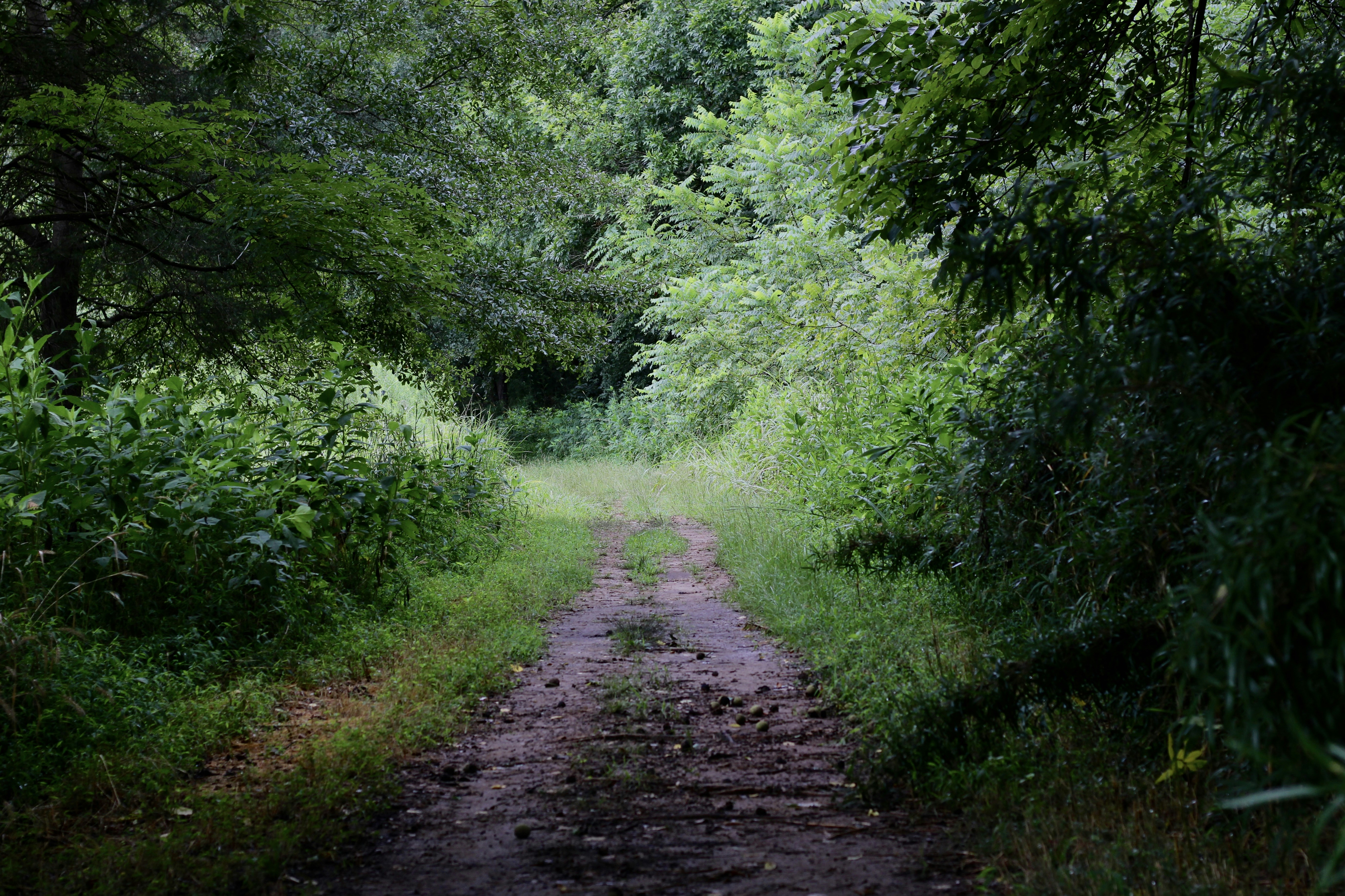 Whispers of the Wilderness Path