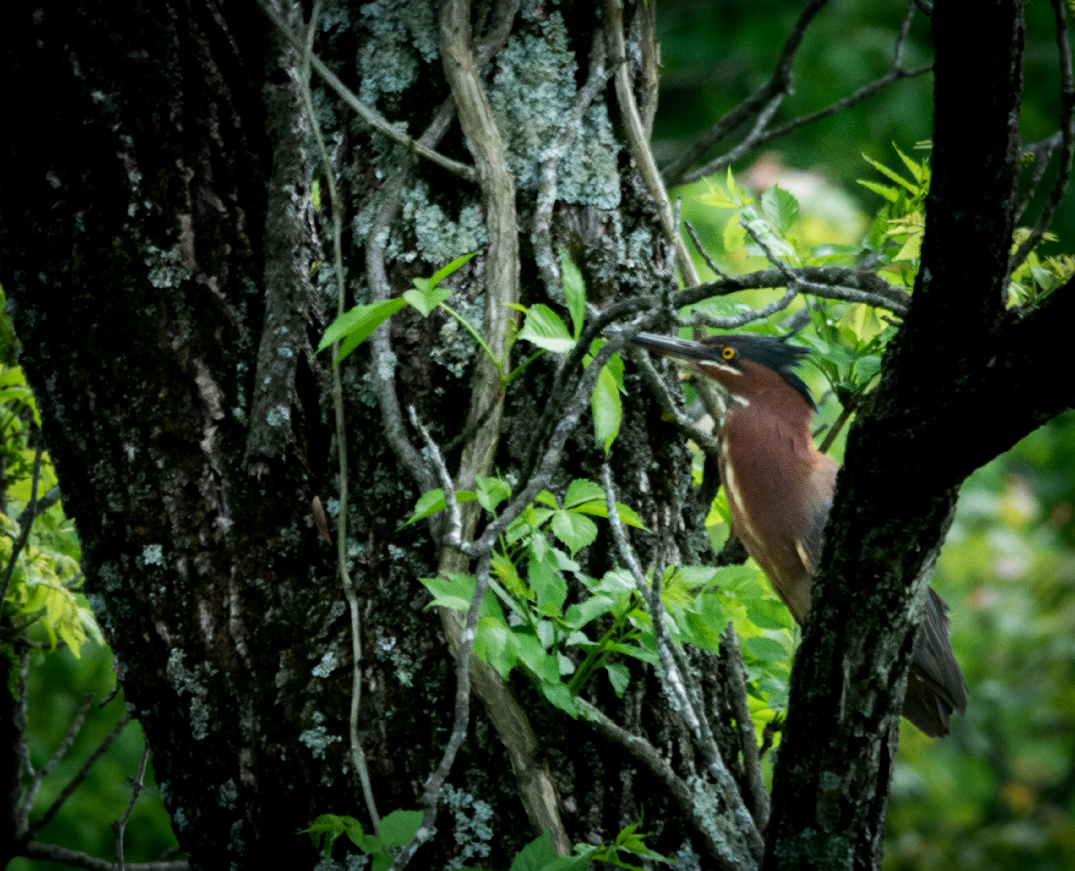 Rust-Colored Watcher: A Mossy Trunk Perch