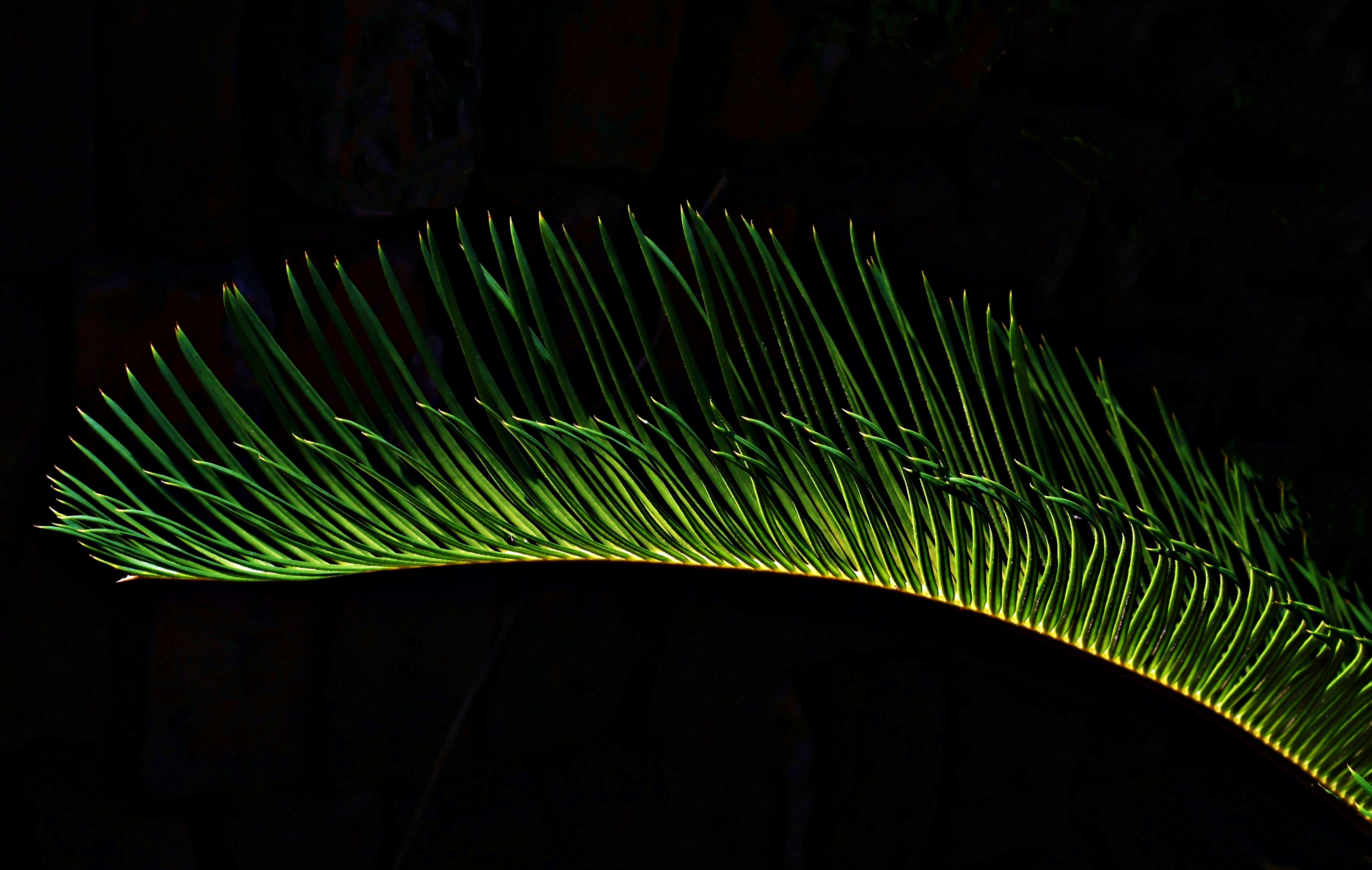 A Palm tree leaf. | Green plant leaf against a black background.
