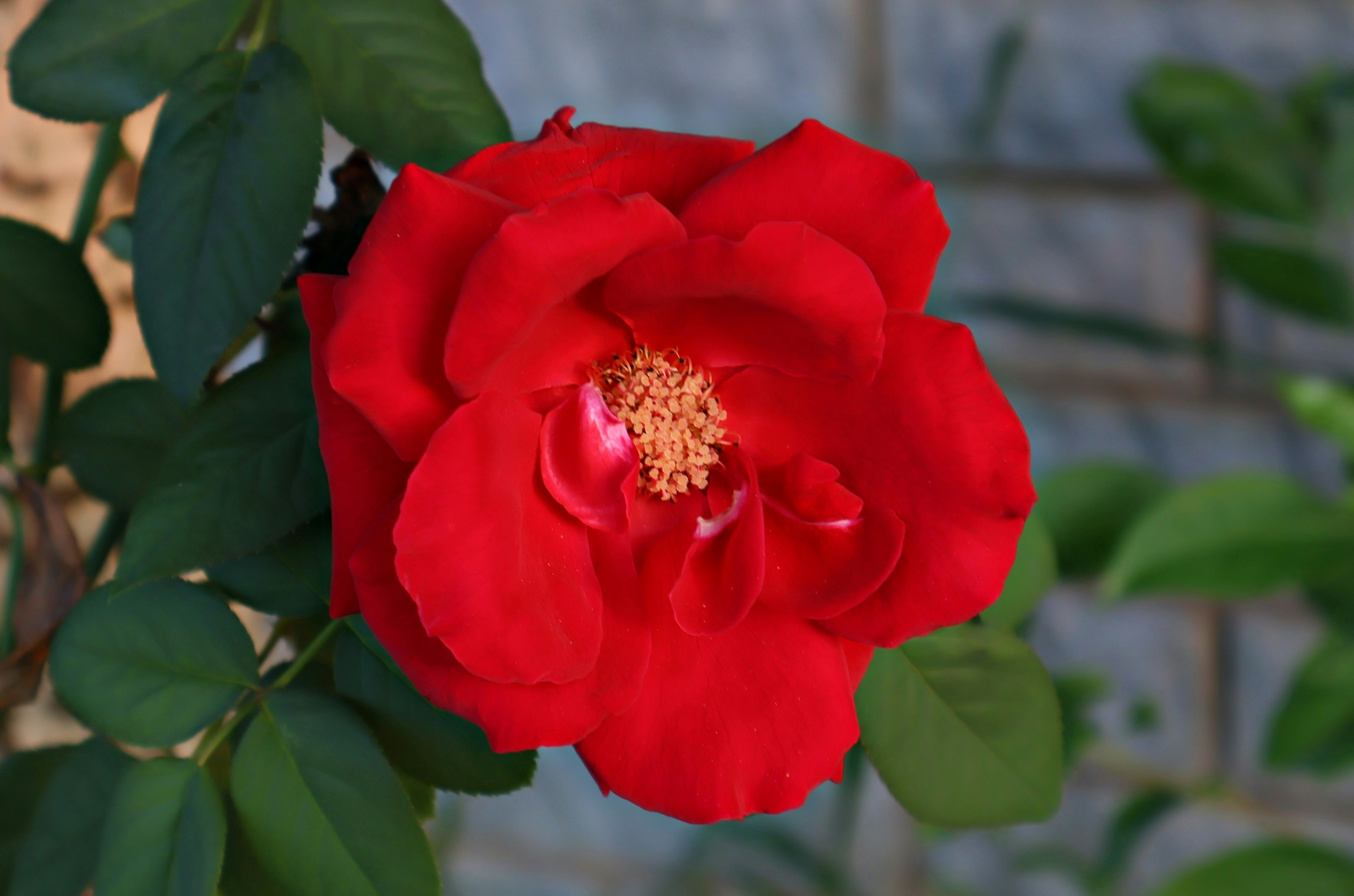 Crimson Velvet Rose Framed by a Weathered Brick Wall