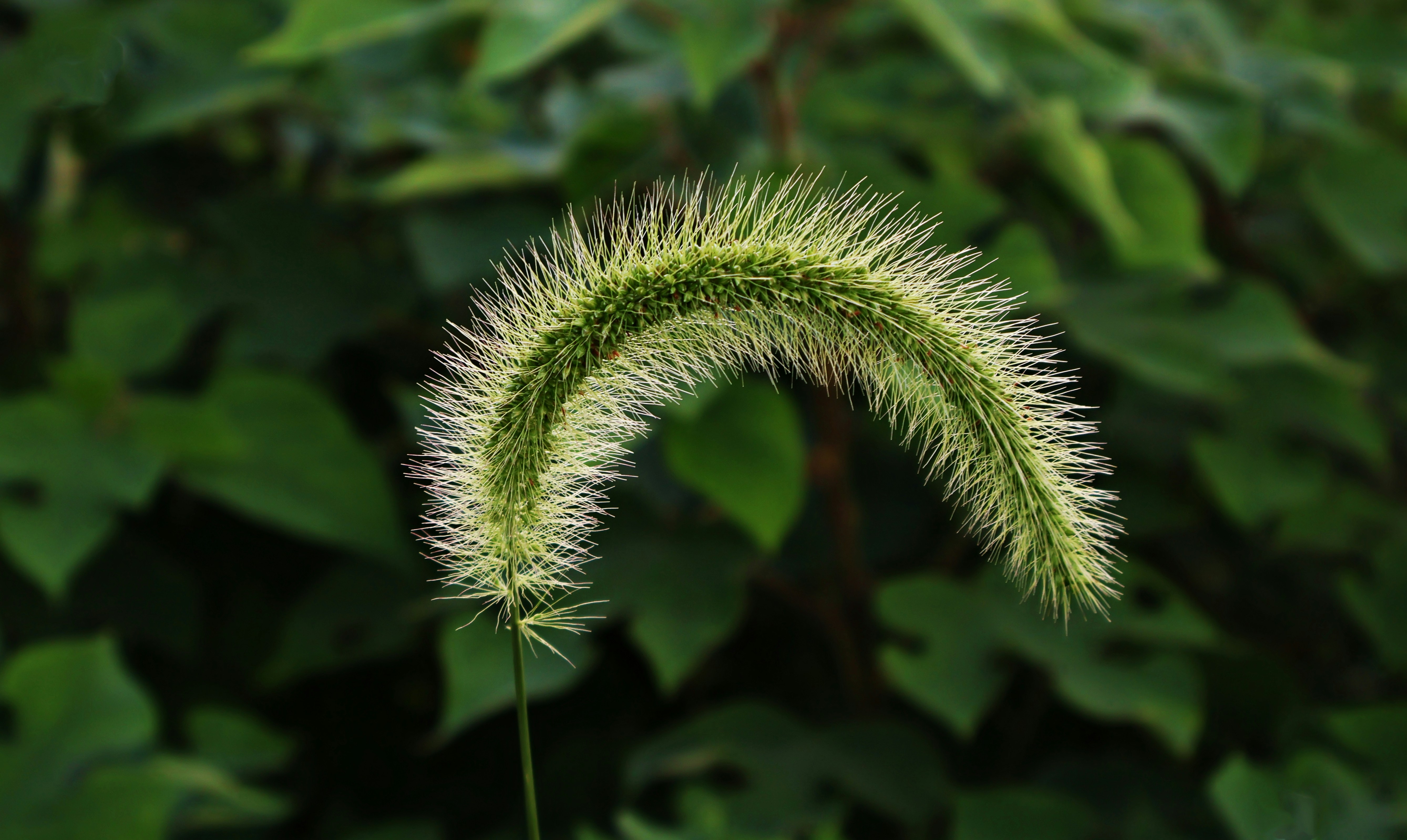 Nature's Curly Whisker: A Close-Up Study
