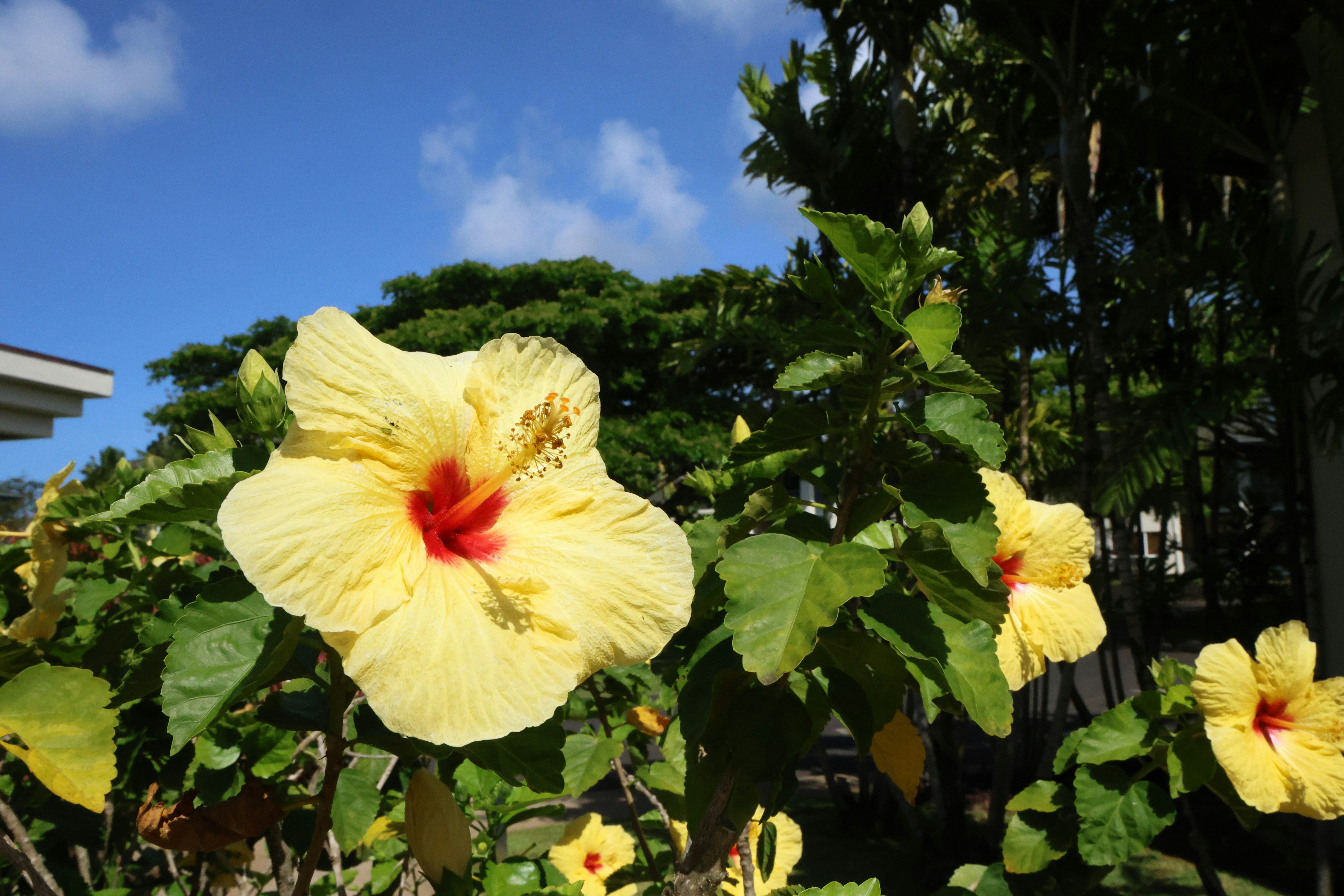 Bright yellow hibiscus flowers in full bloom.
