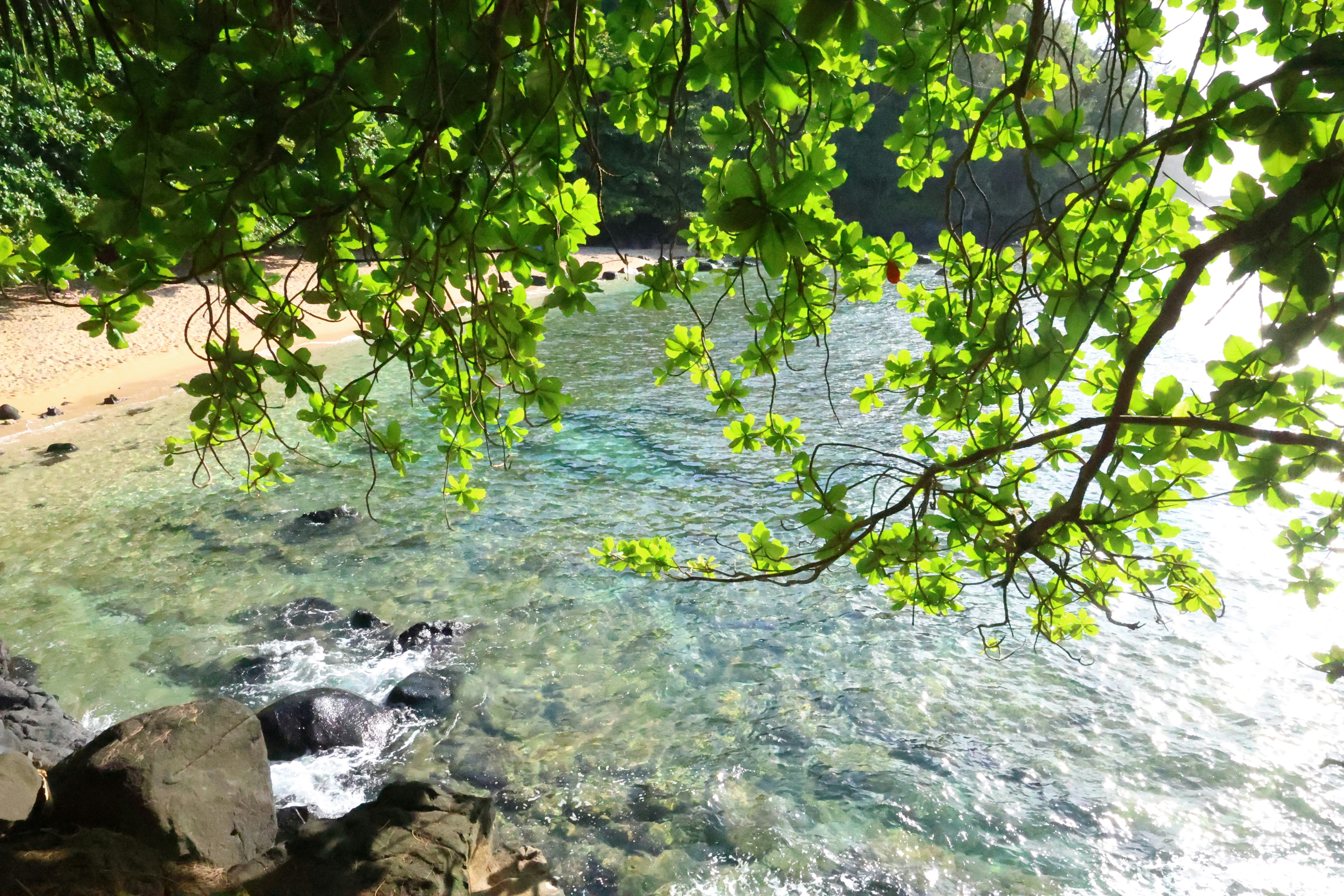 Lush green leaves frame a tropical beach scene.