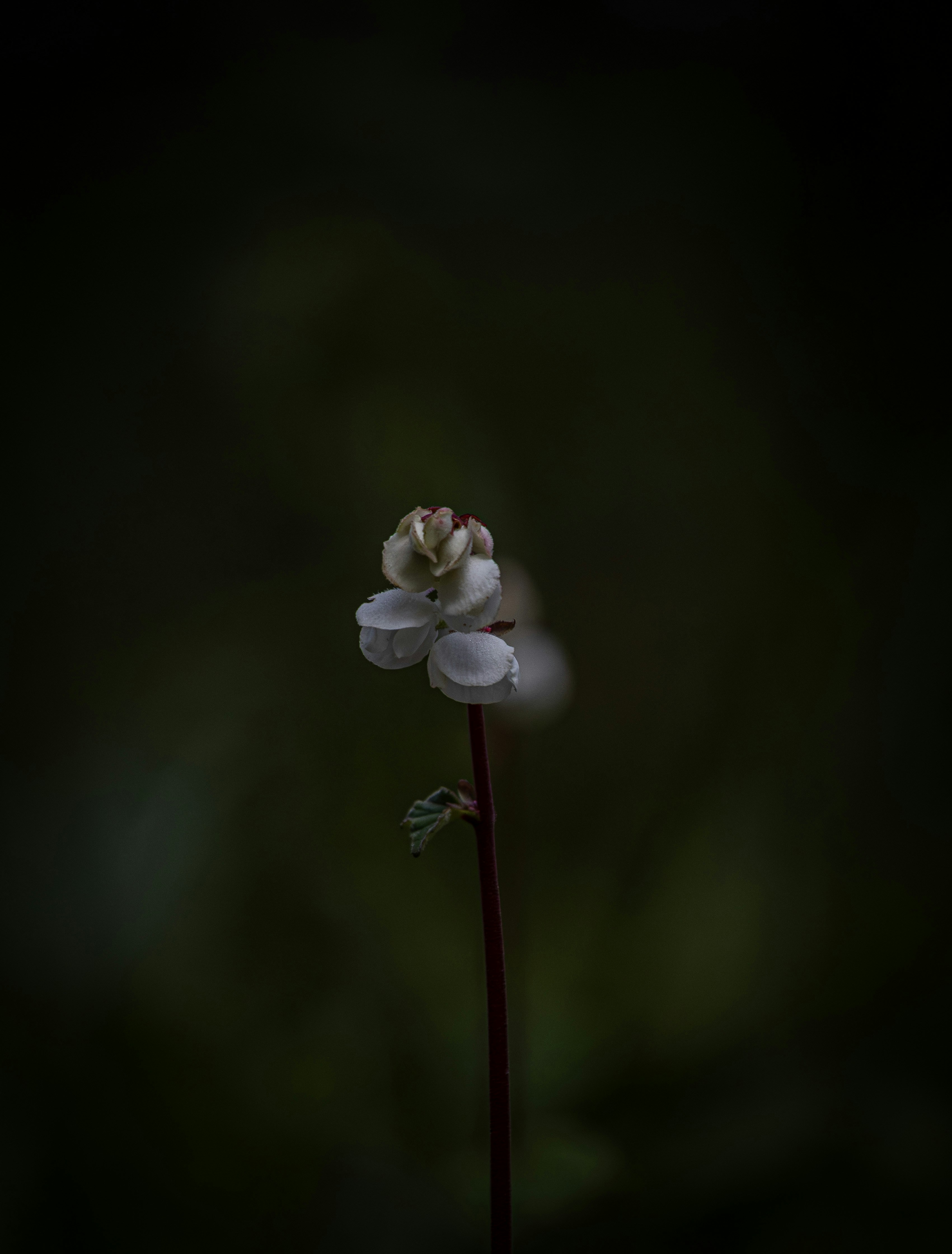 Whispers of a Delicate Bloom