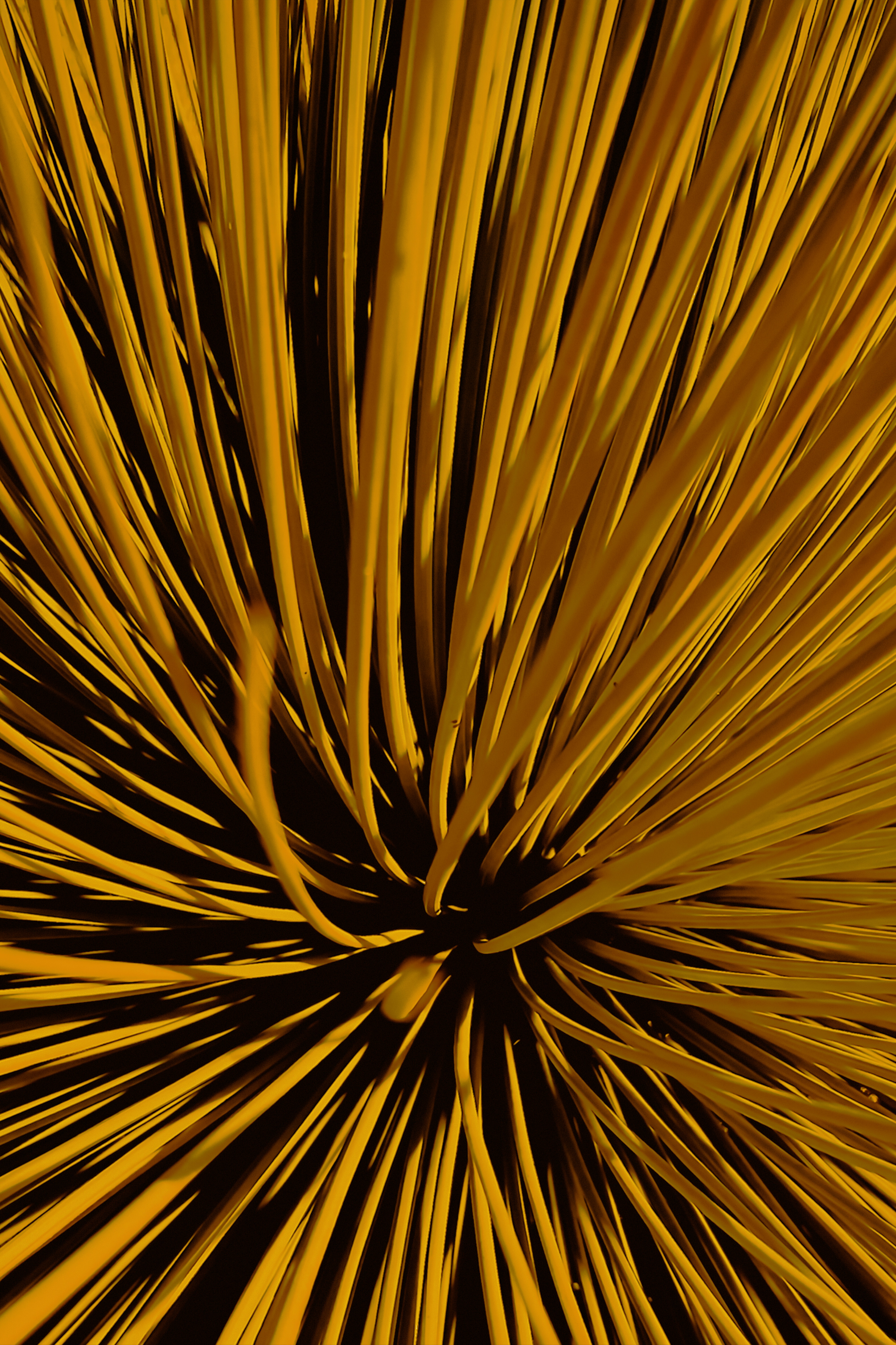 Yellow strands radiate from a central point.