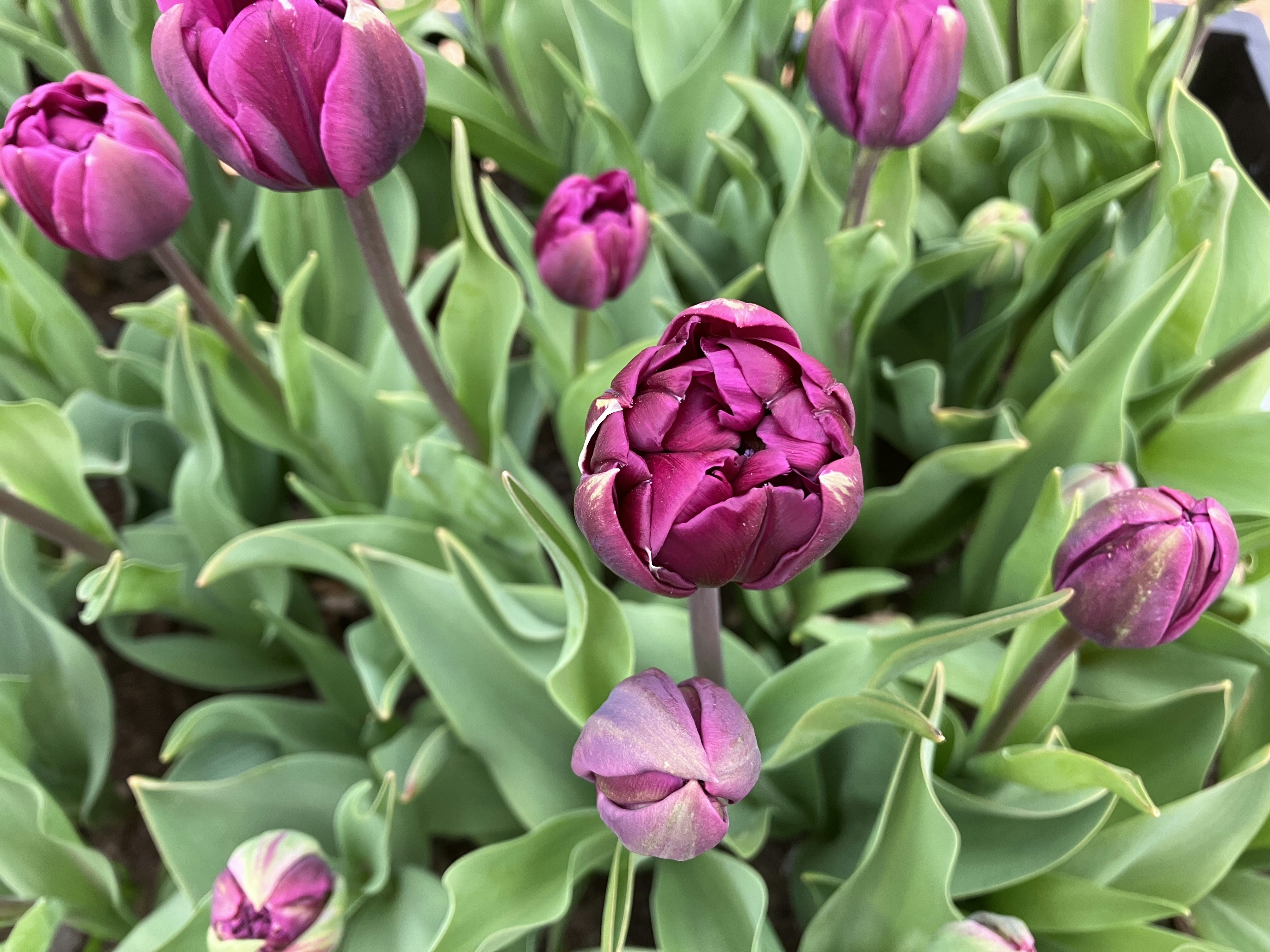 Beautiful purple tulips in full bloom.