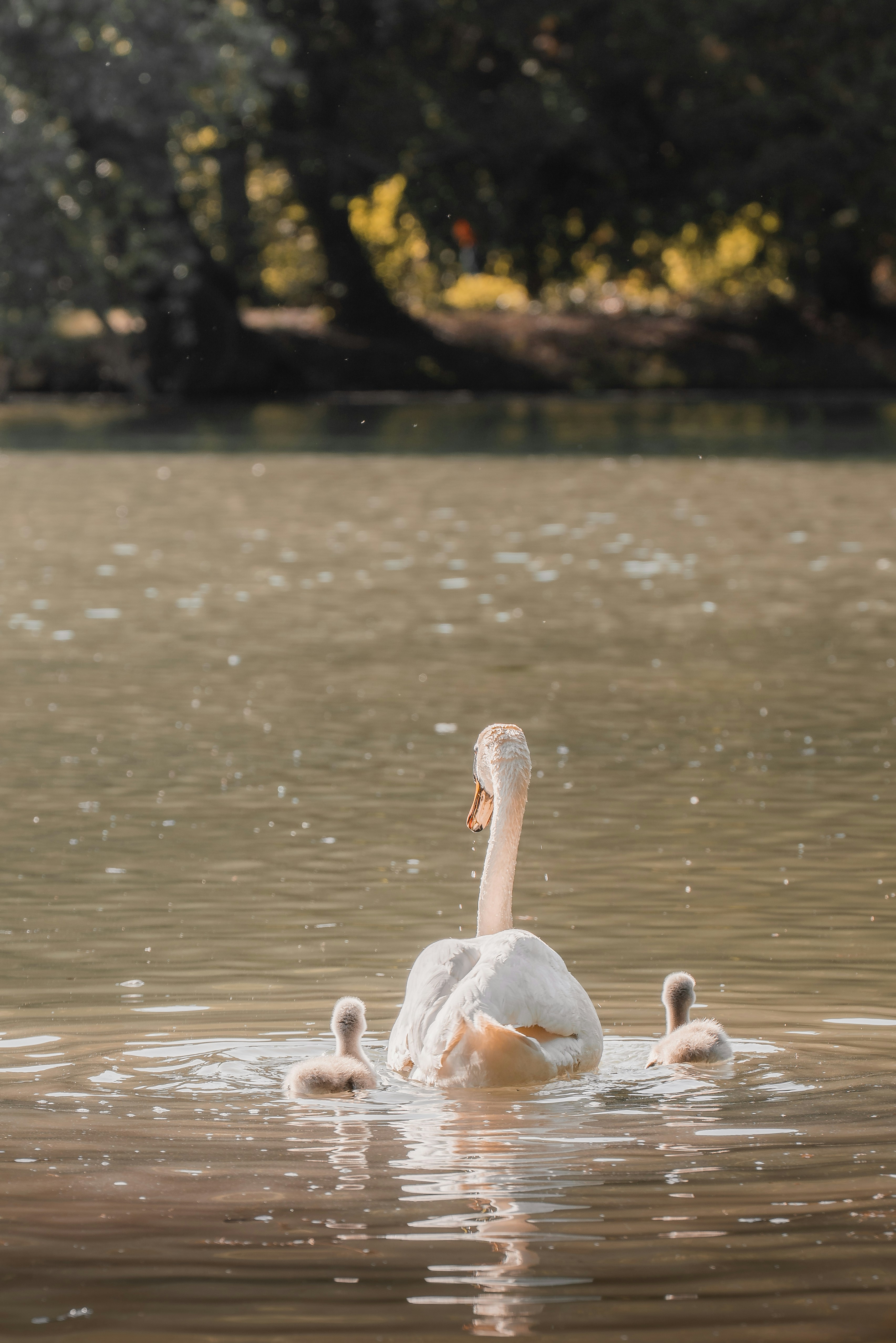 Swan and Chicks Swimming Away | A swan and cygnets swim in the lake.
