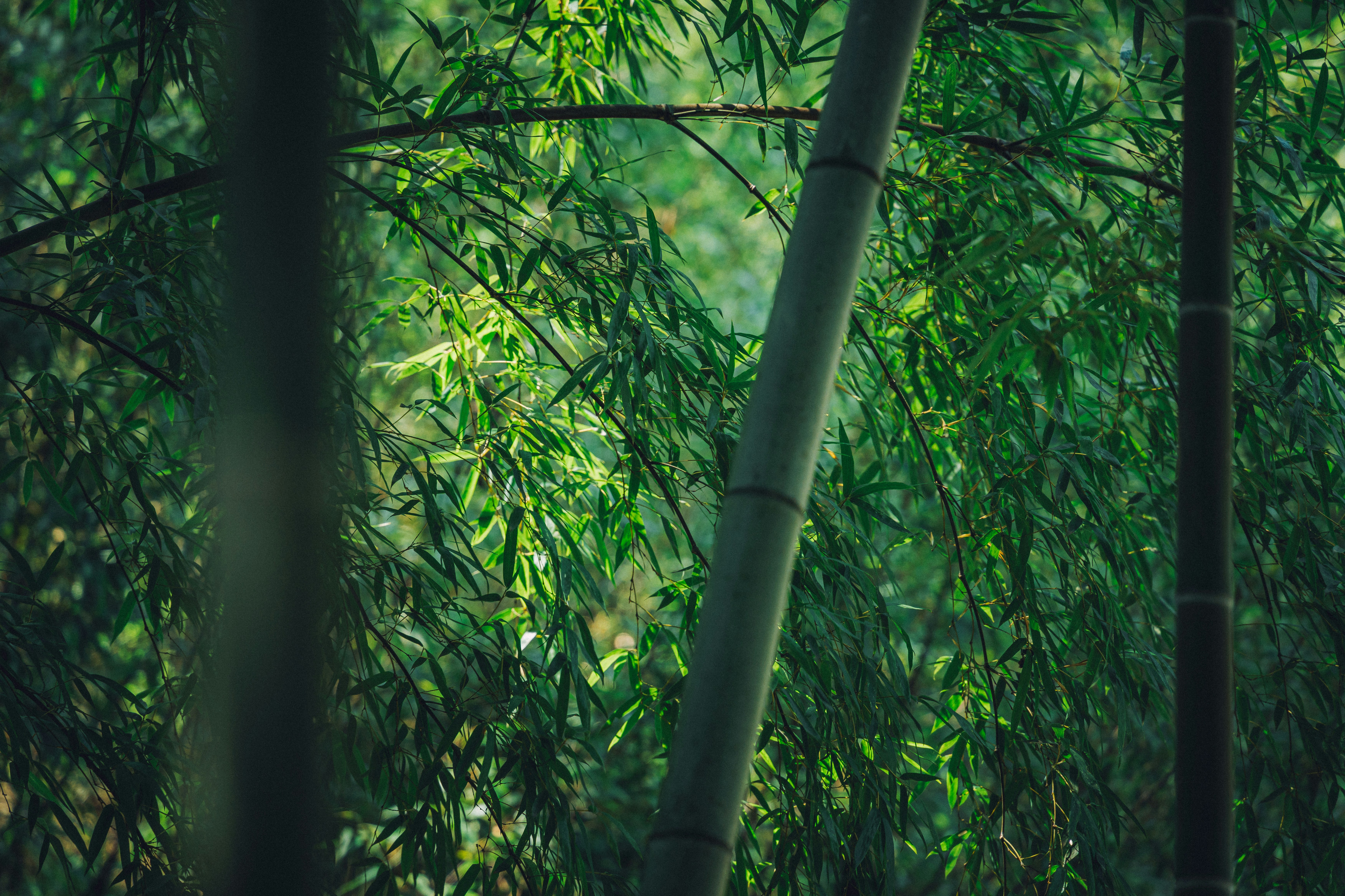 Bamboo stalks and leaves create a lush forest scene.