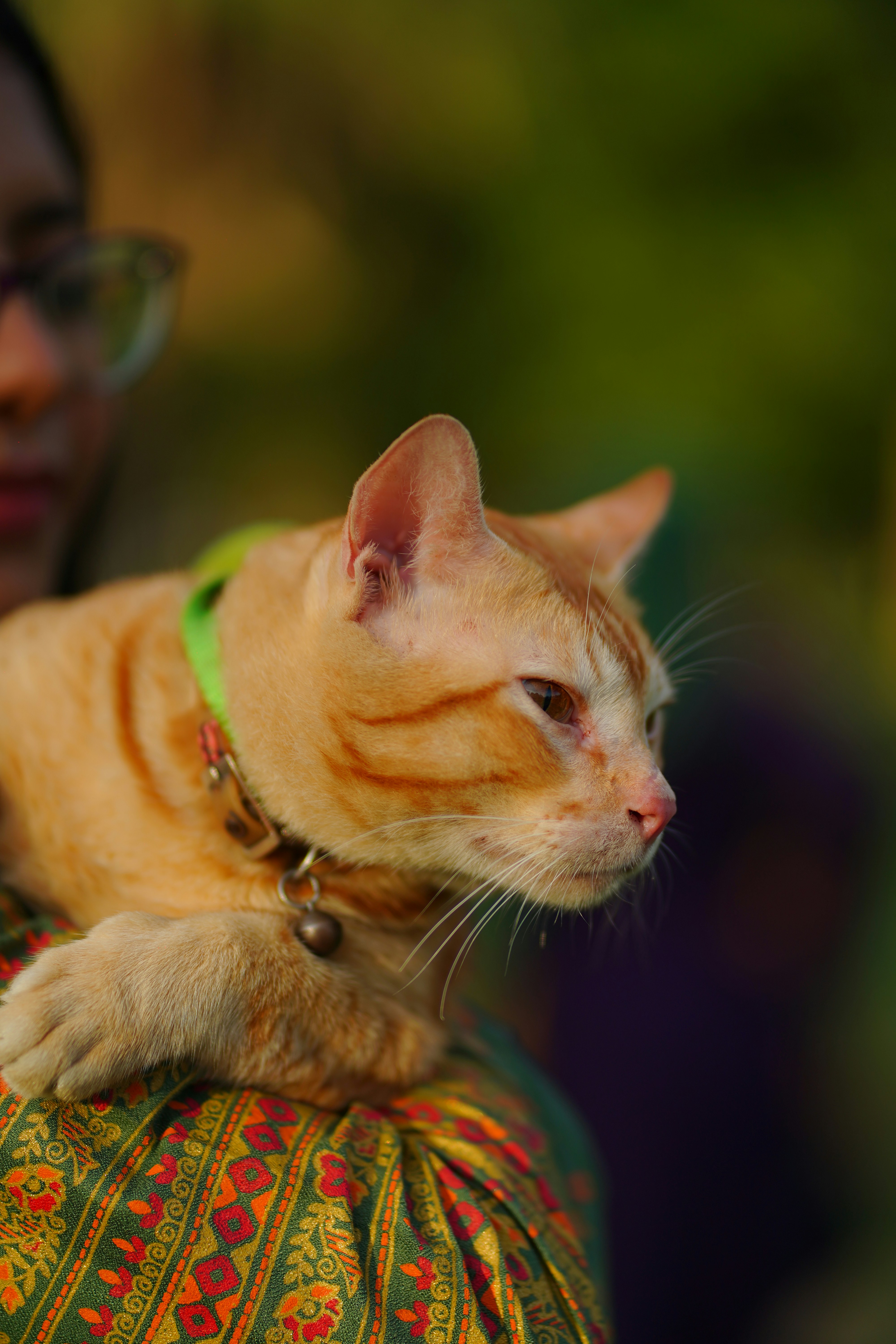 A cat rests on a person's shoulder.