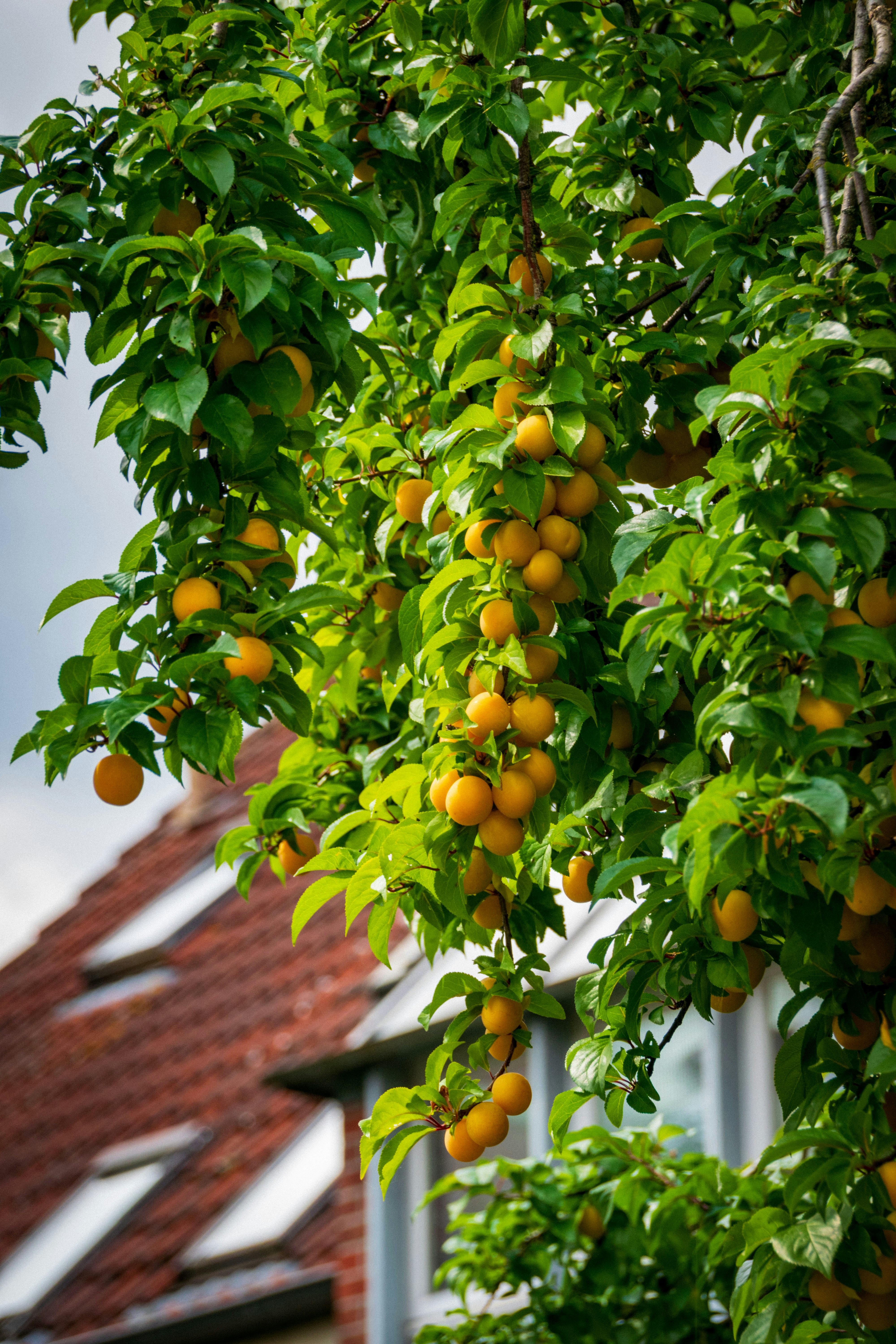Golden Harvest: Nature's Citrus Bounty