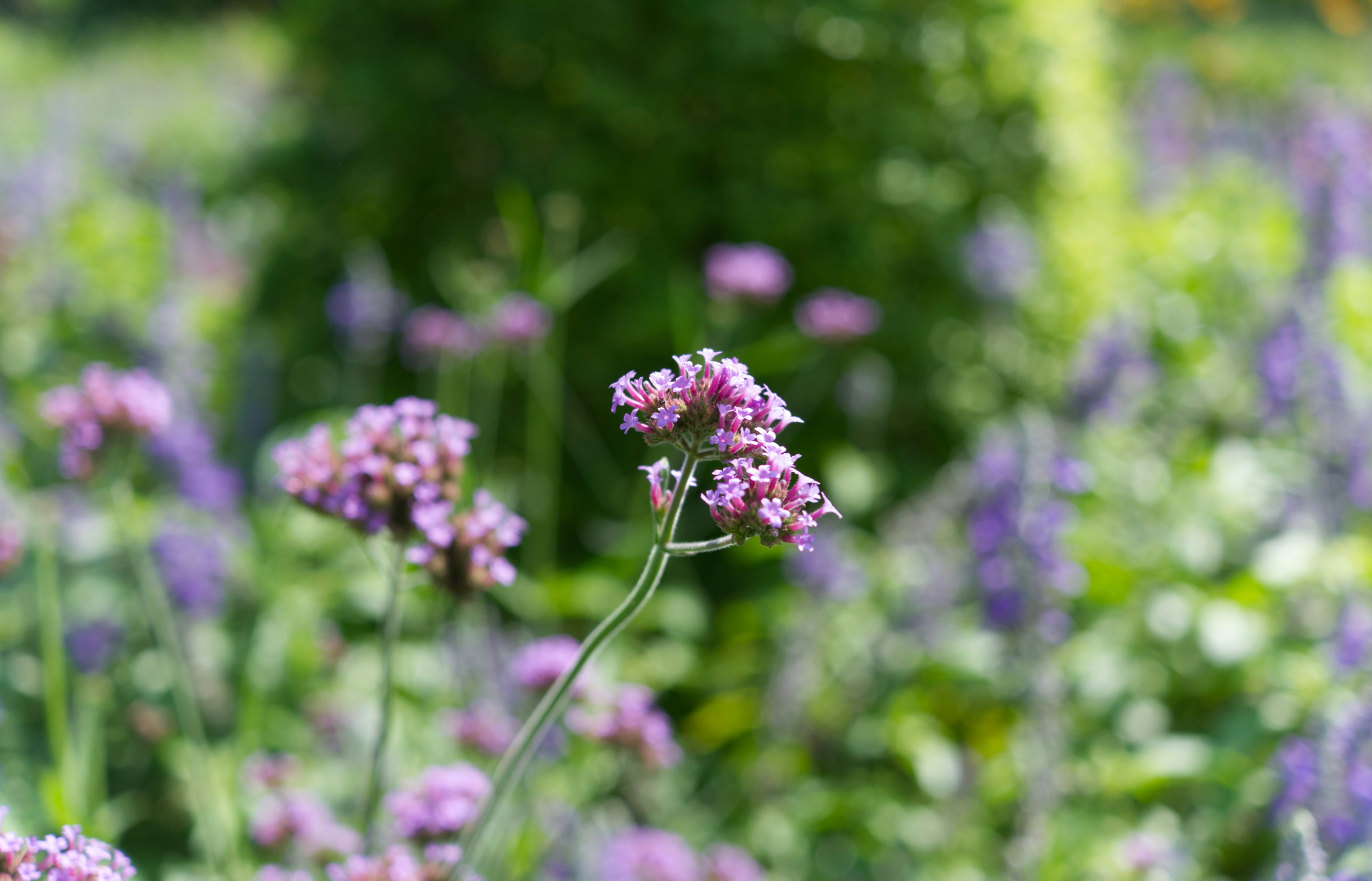 Purple flowers bloom in a garden.