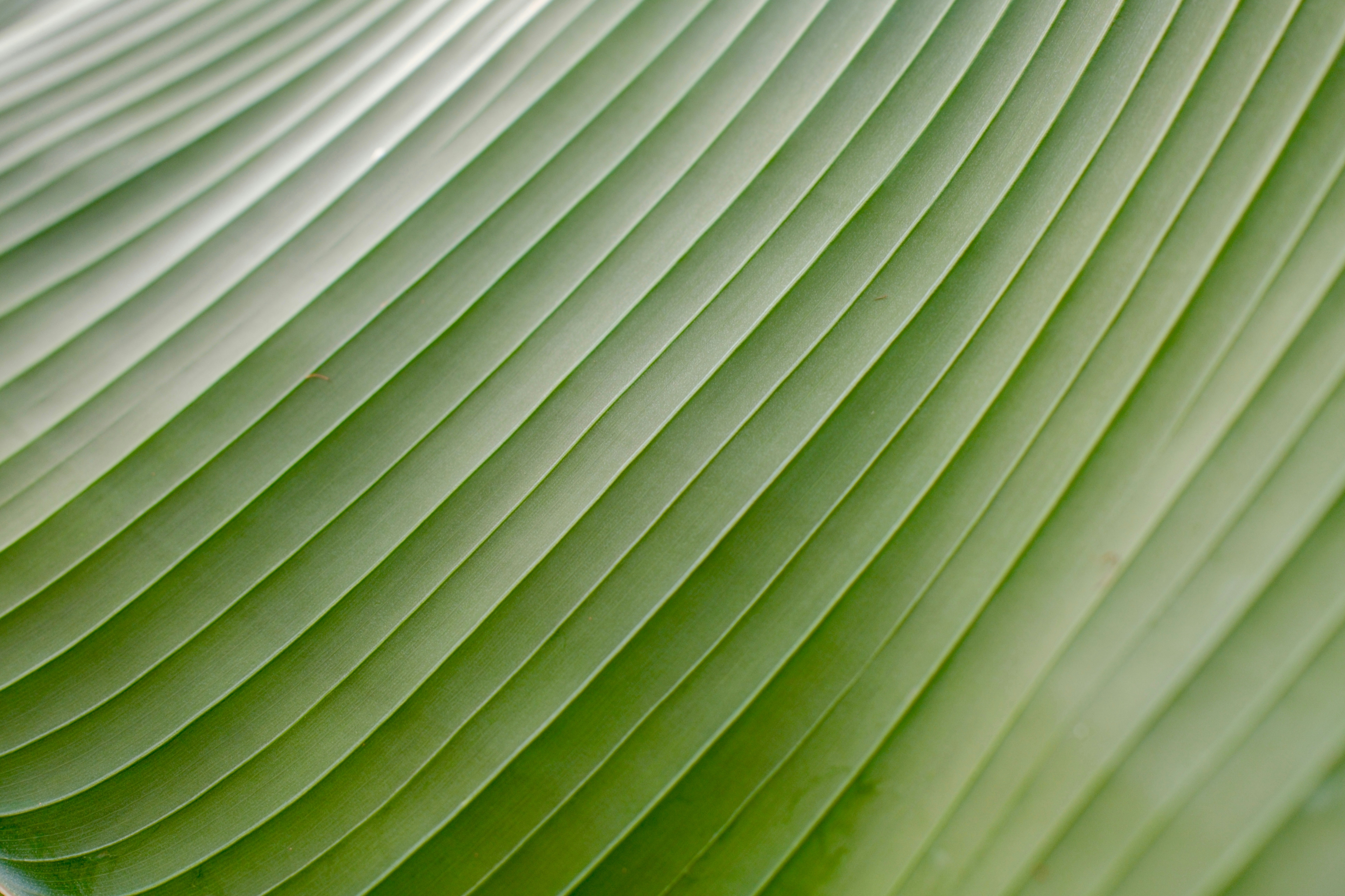 The Elegance of Nature's Textures