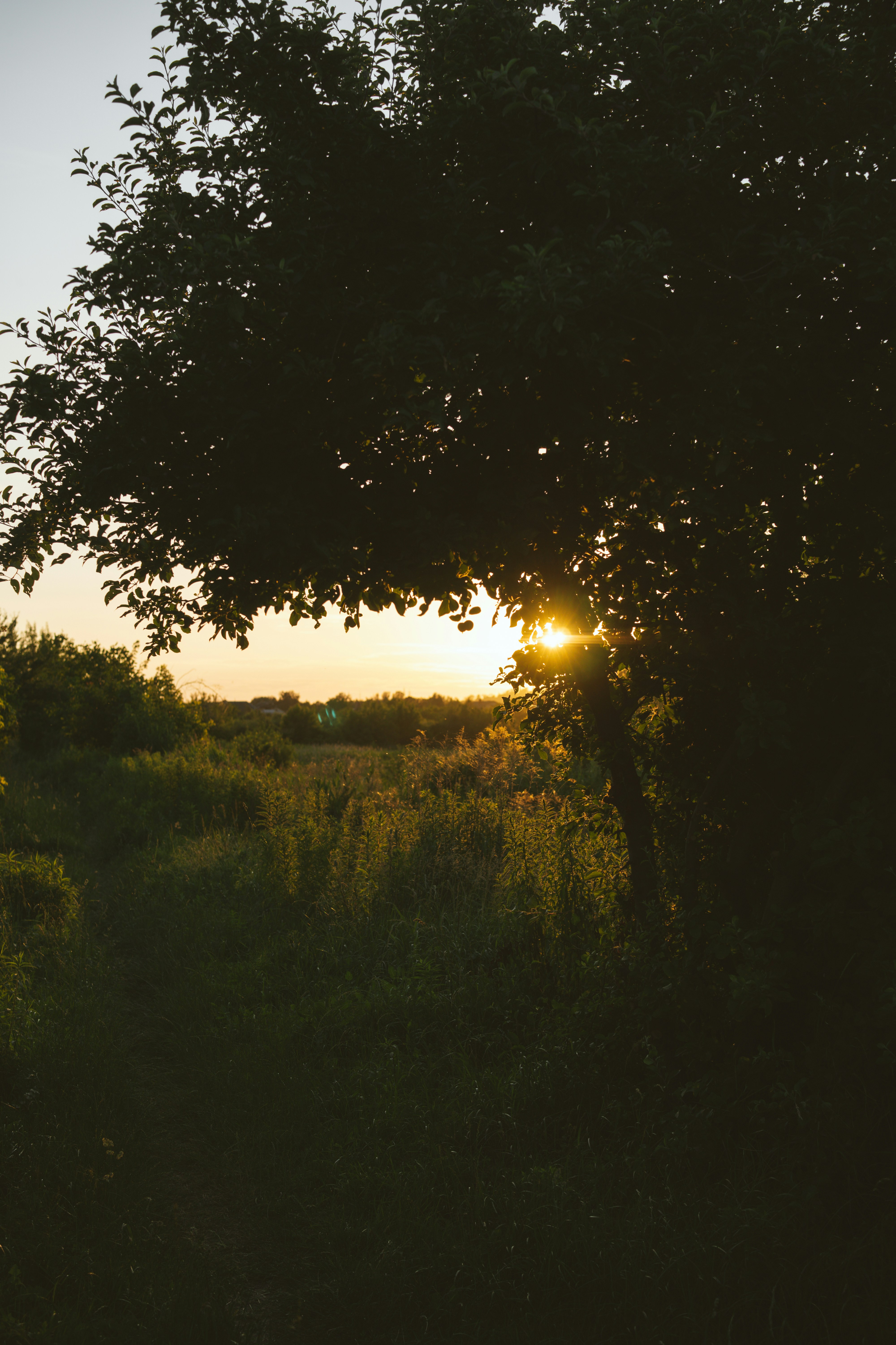 Sun peeks through tree branches in a field.