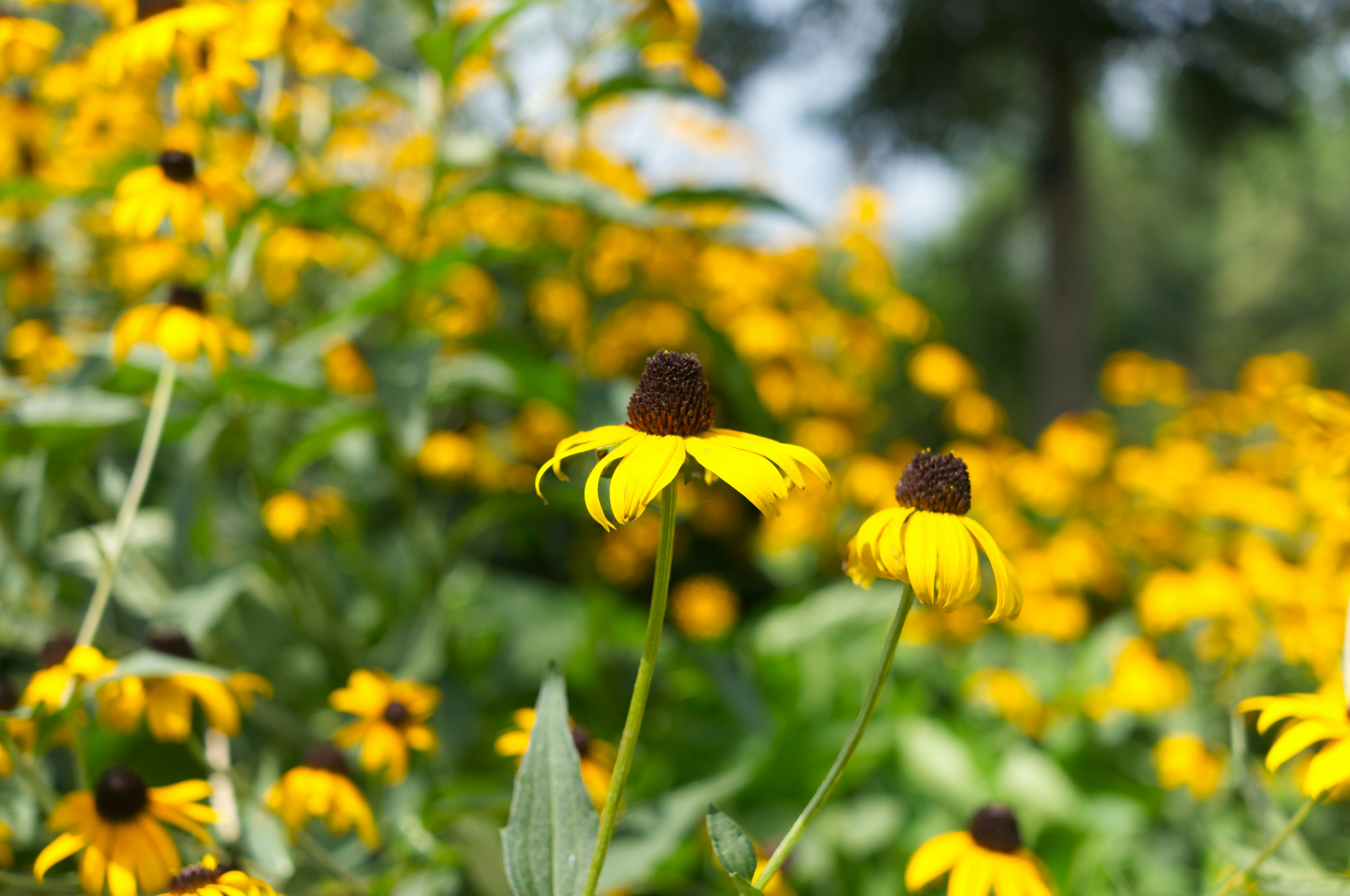 Two vibrant yellow flowers stand tall against a backdrop of blooming wildflowers, showcasing nature's beauty in full bloom.