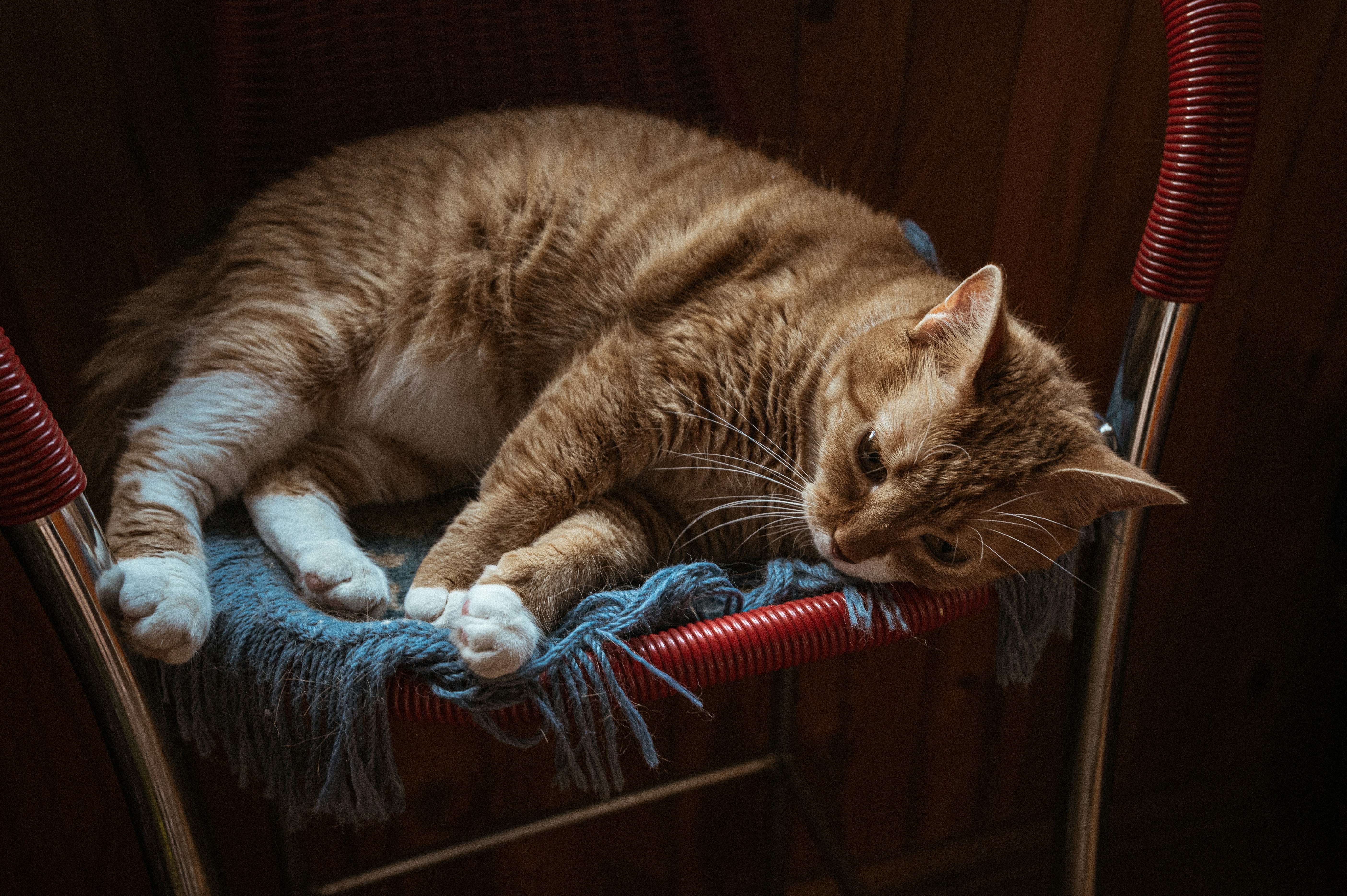 A ginger cat naps comfortably on a chair.