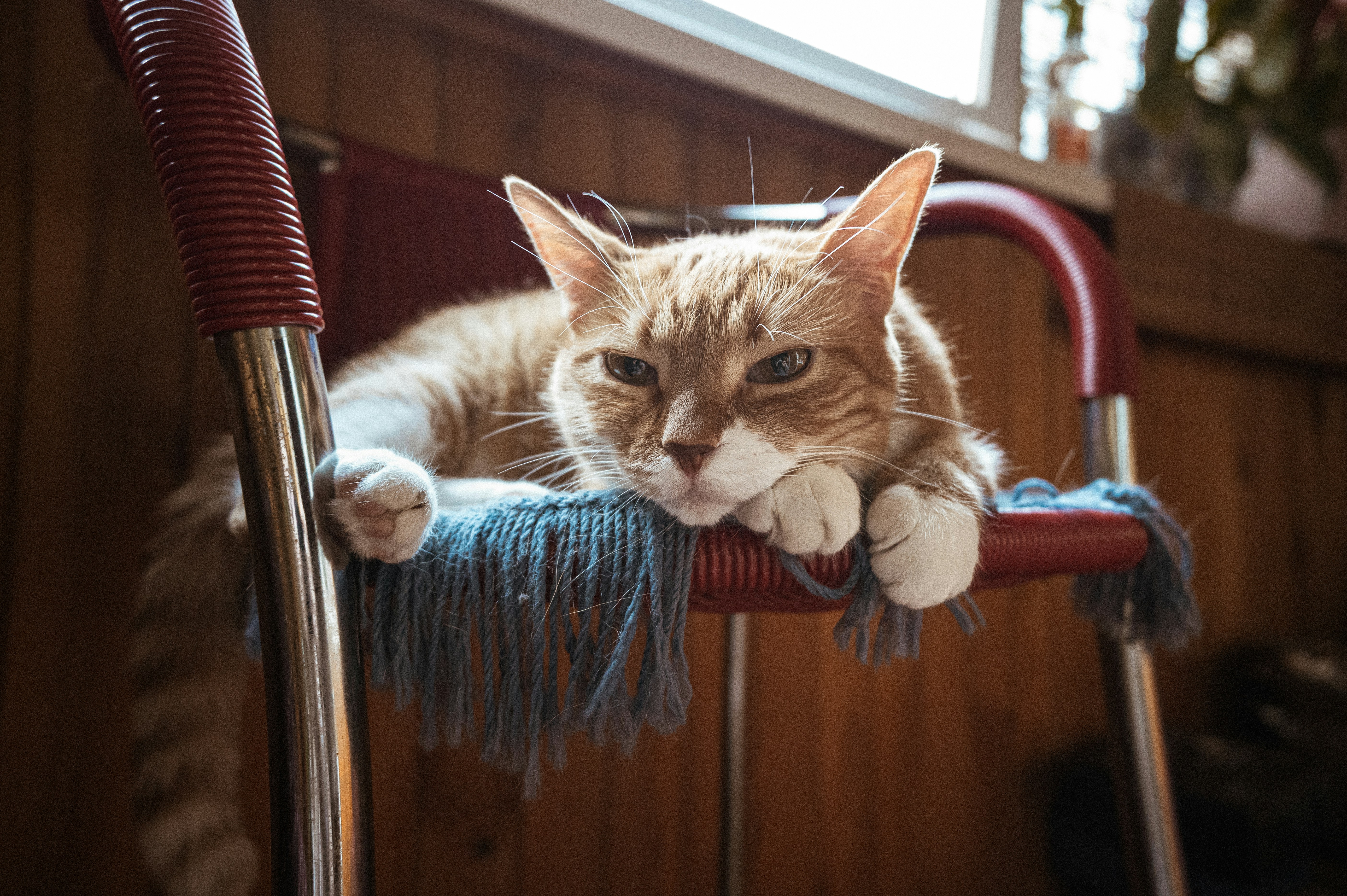 Fringed Throne by the Window: a Ginger Cat at Ease