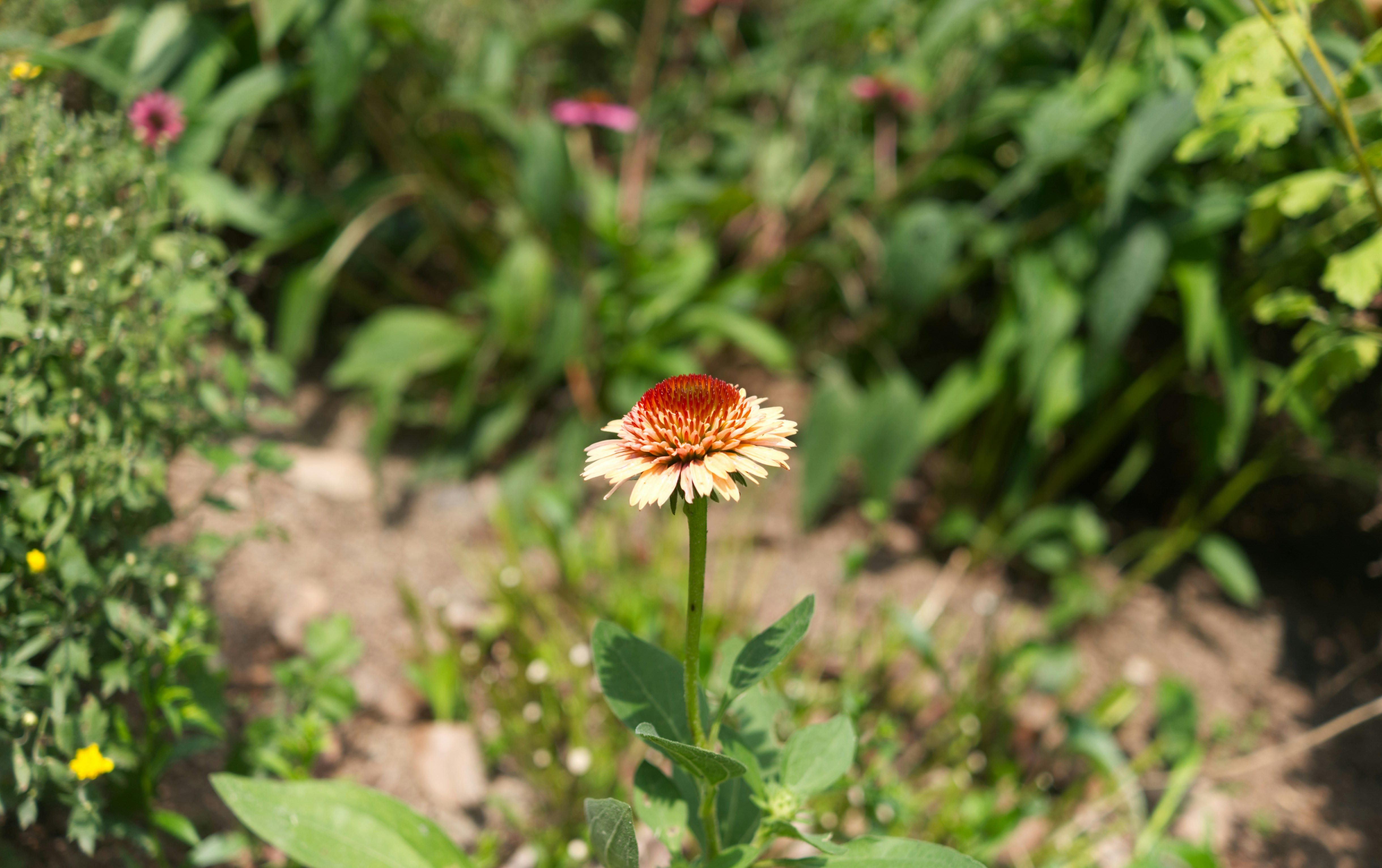 A single flower blooming amongst the greenery.