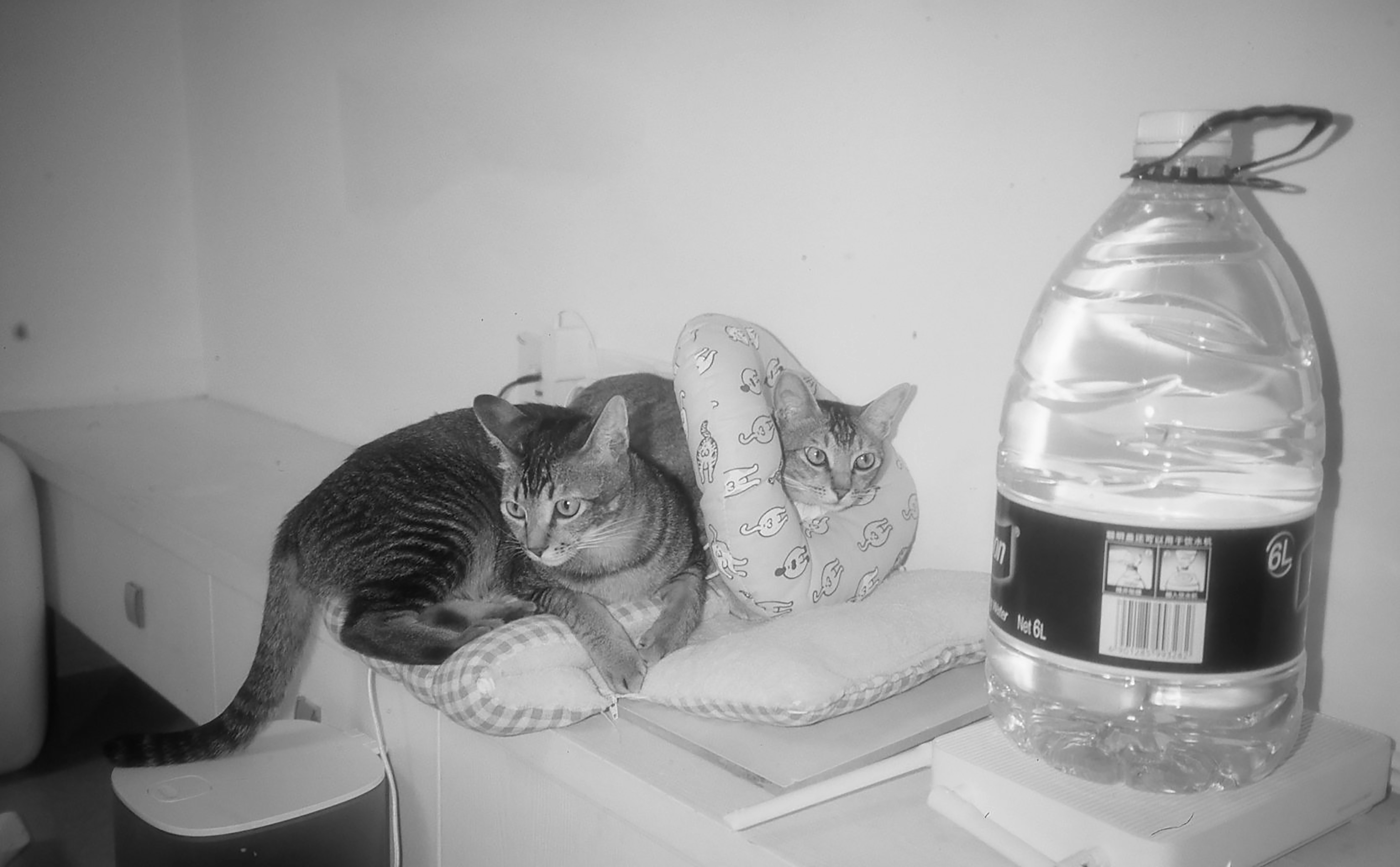 The beauty of having two cats is that they'll never be lonely—even in the tightest spaces, they'll always find a way to snuggle together. | Two cats cozy up beside a water bottle.