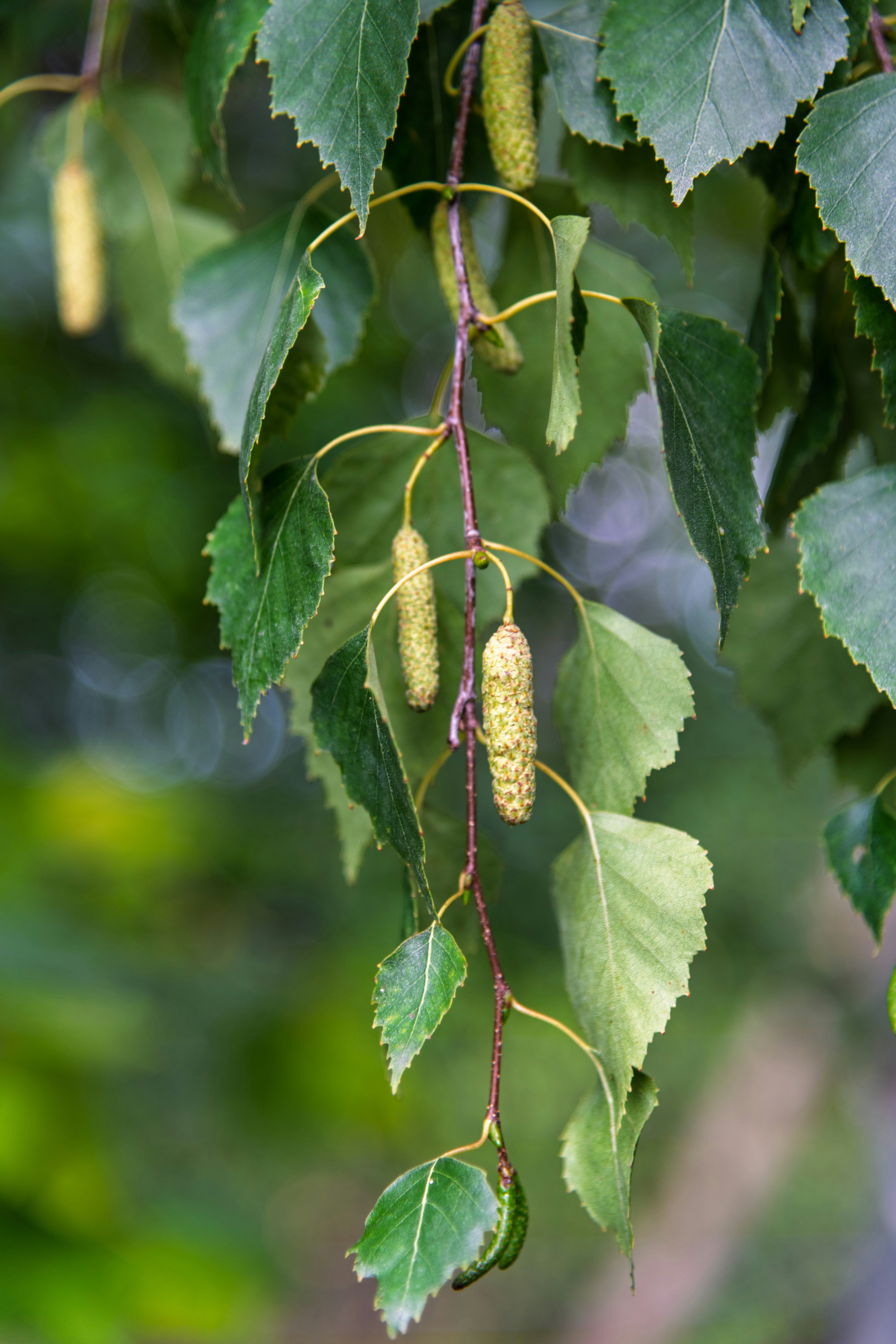 Delicate birch catkins hang gracefully amidst vibrant green leaves, showcasing the beauty of nature's cycle.