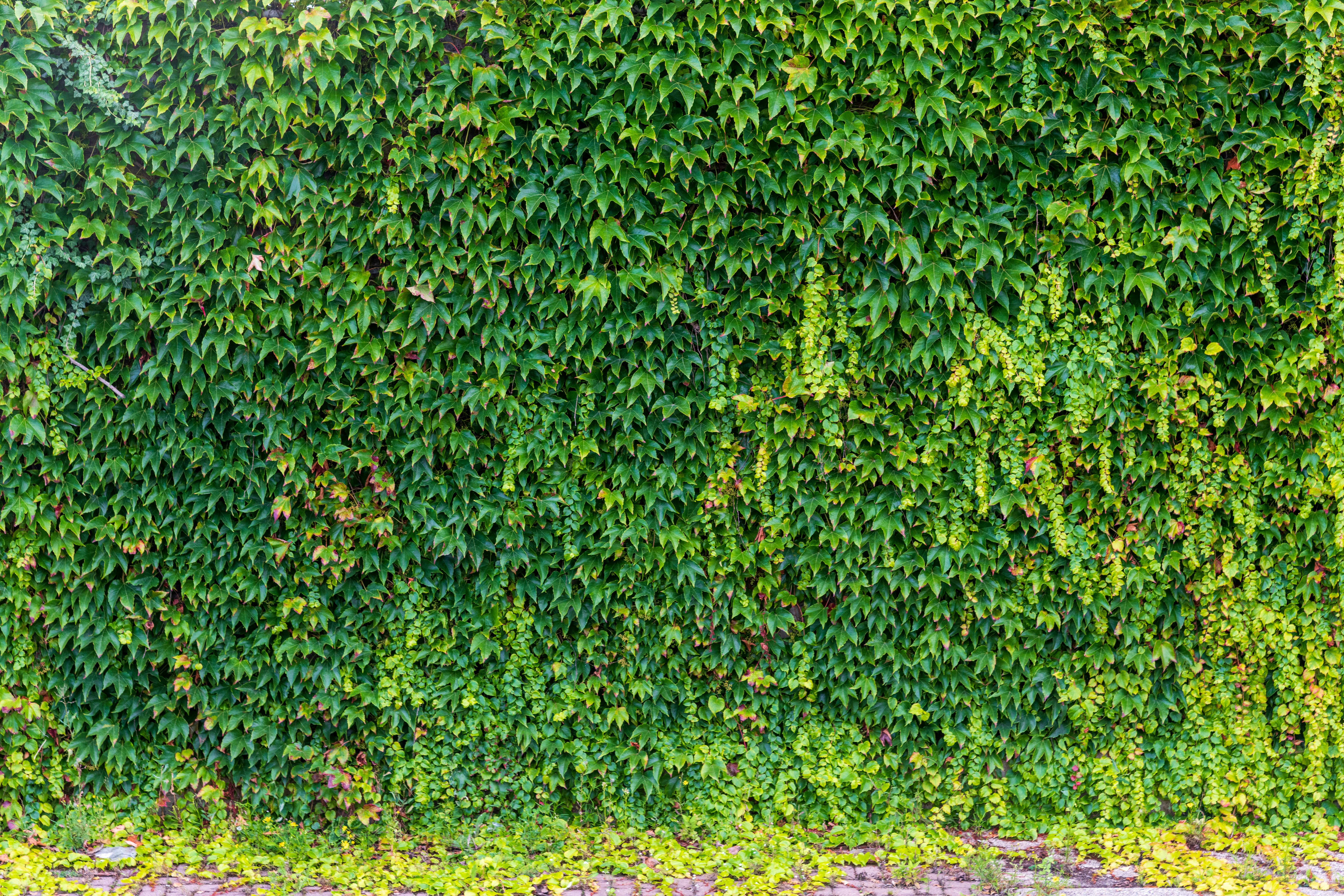 A wall is covered in lush, green ivy.