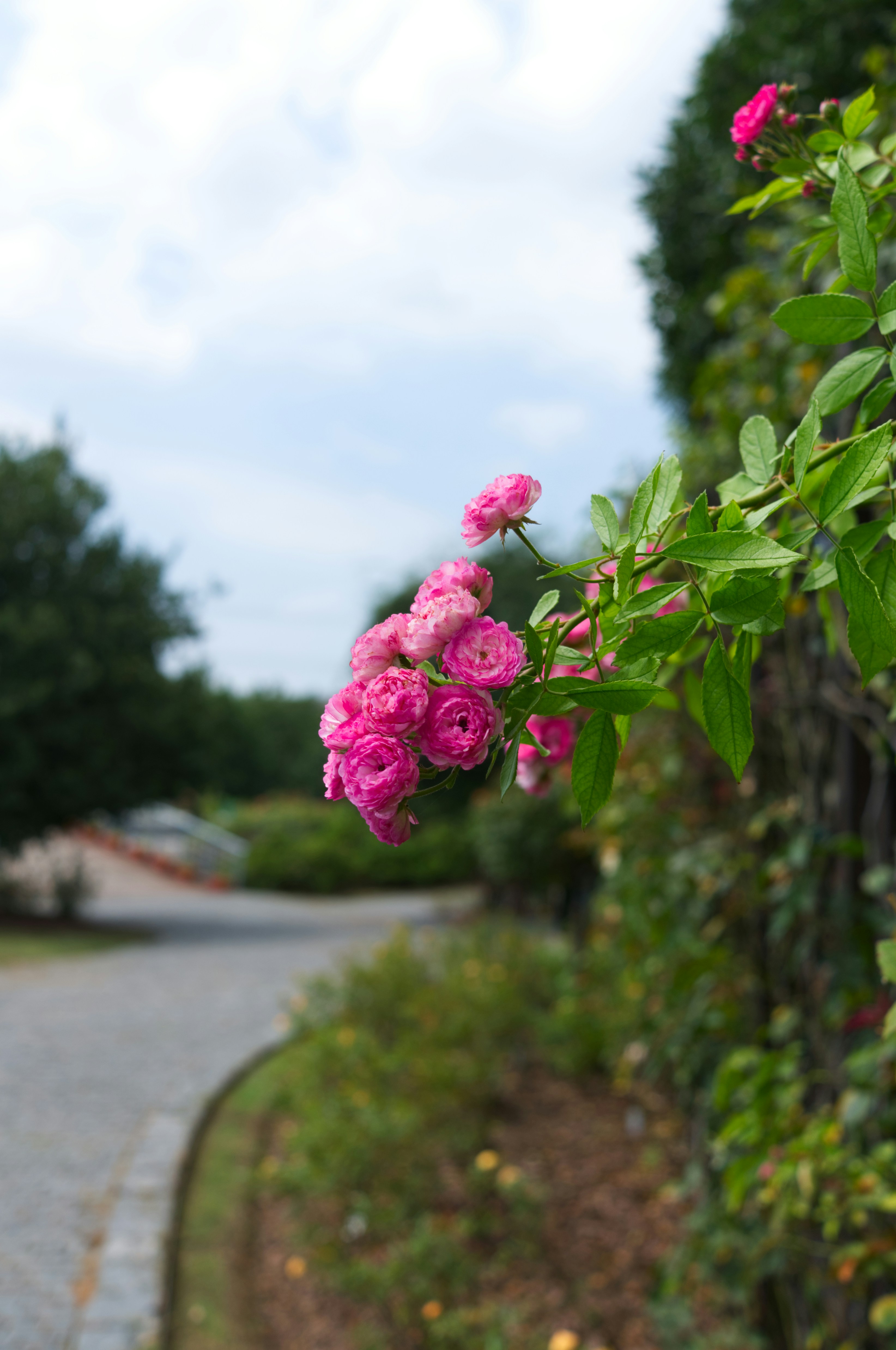 Pink roses bloom on a path, with green foliage.
