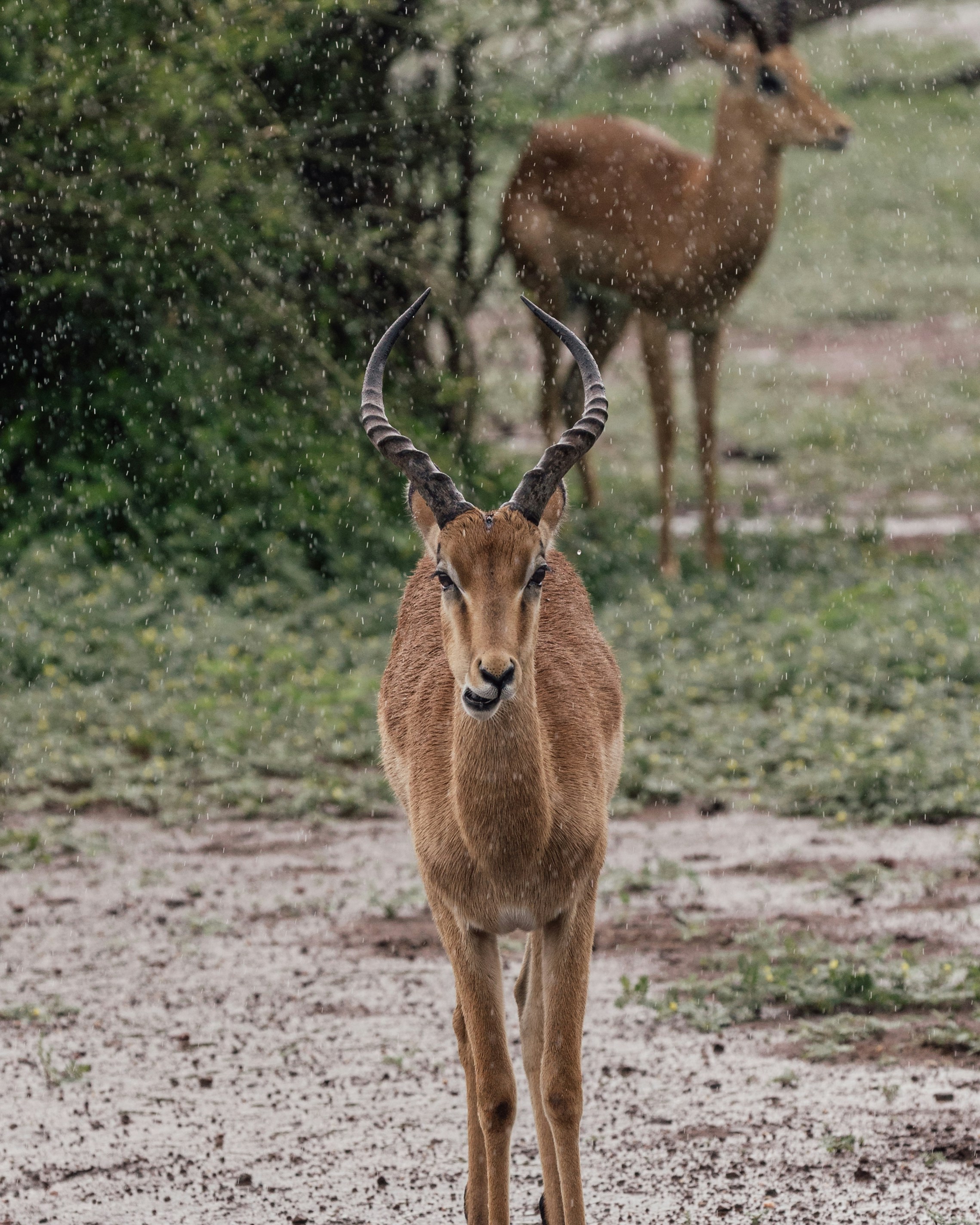 Two impalas stand in the rain.